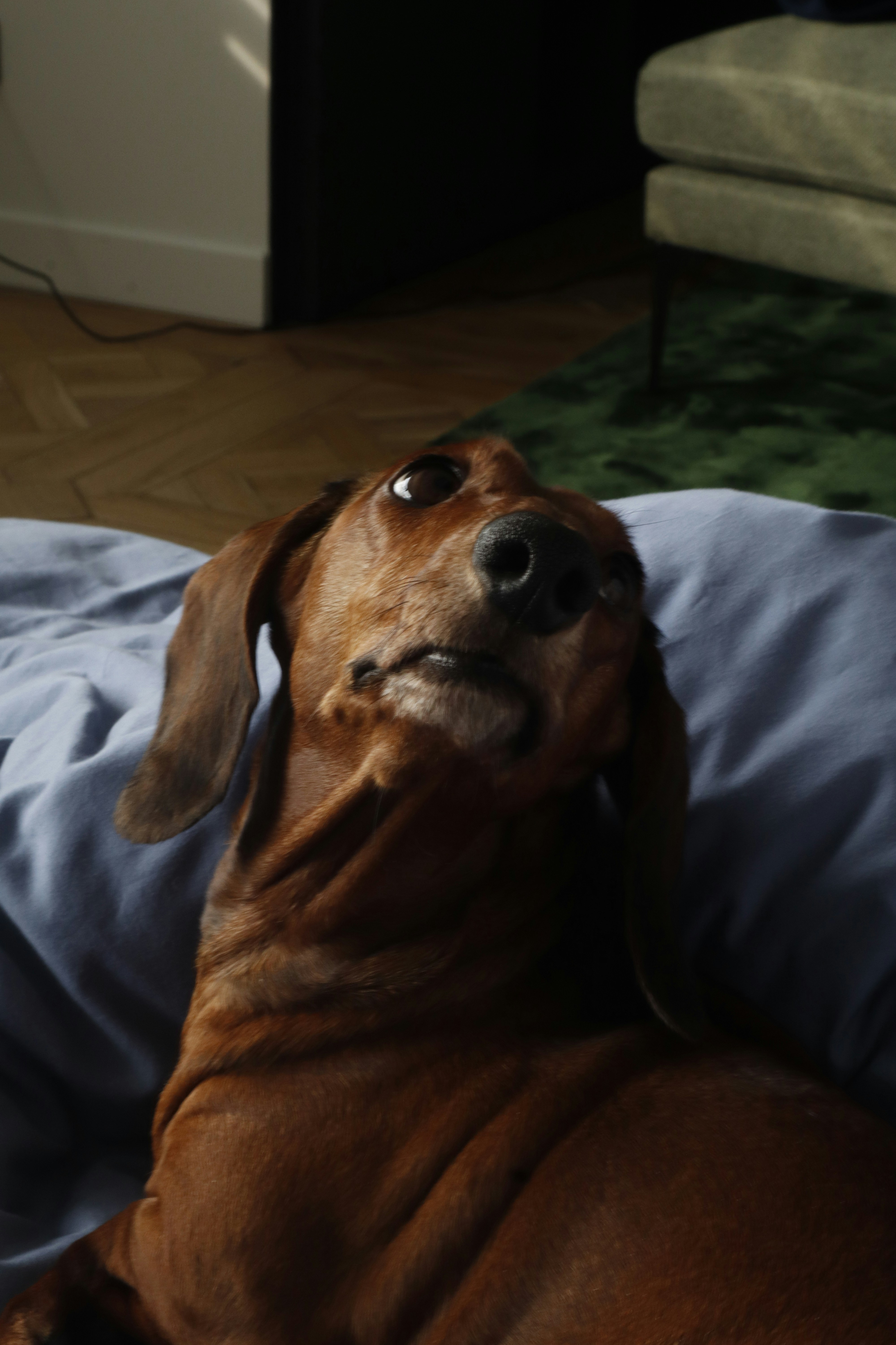 Dachshund resting on a blue pillow, gazing with a curious expression, surrounded by soft furnishings in a cozy interior.