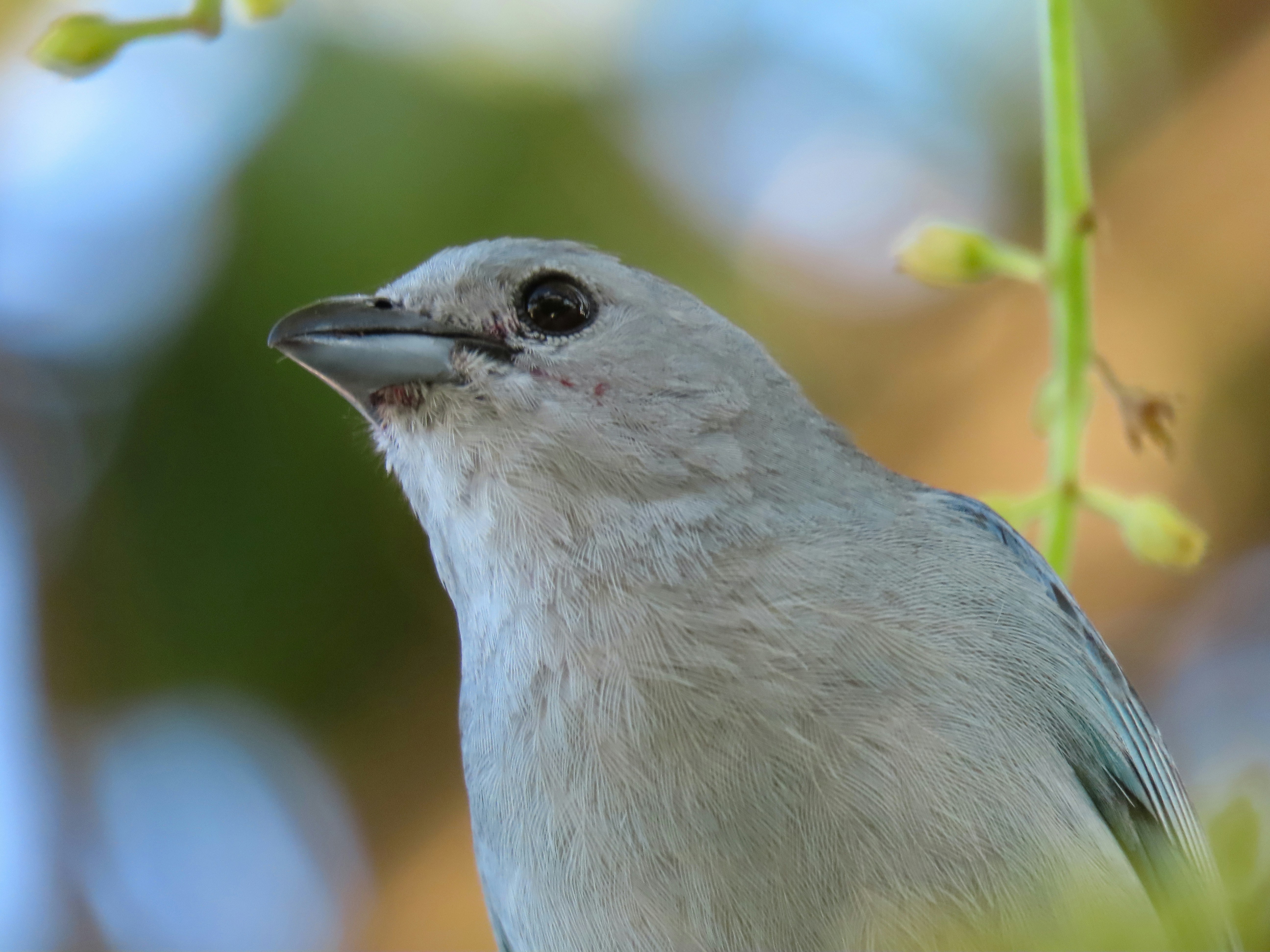 Sanhaçu-cinzento/Sayaca Tanager (Thraupis sayaca) | A close-up of a small gray bird with blue accents.