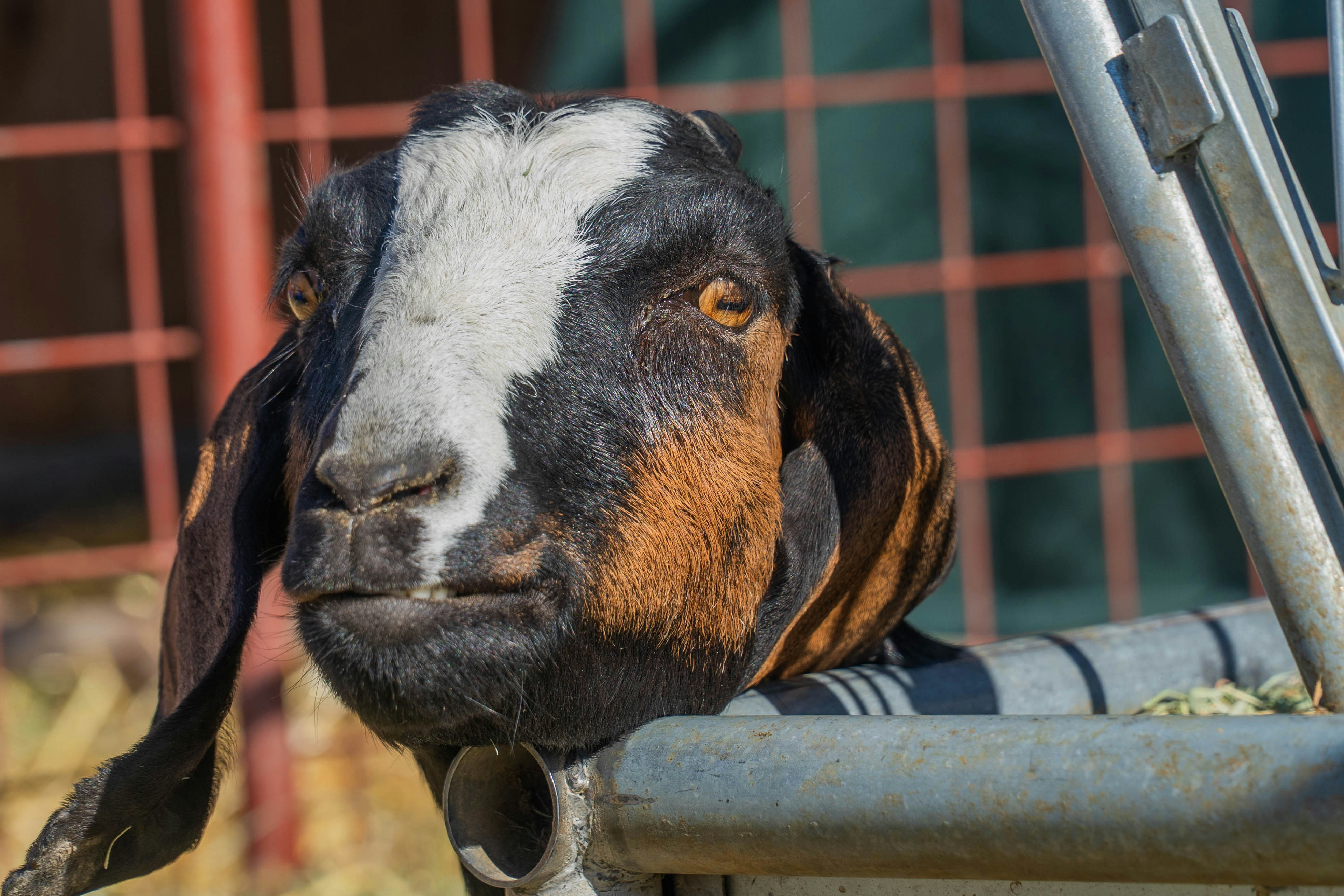 Close-up of a brown and white goat's face.