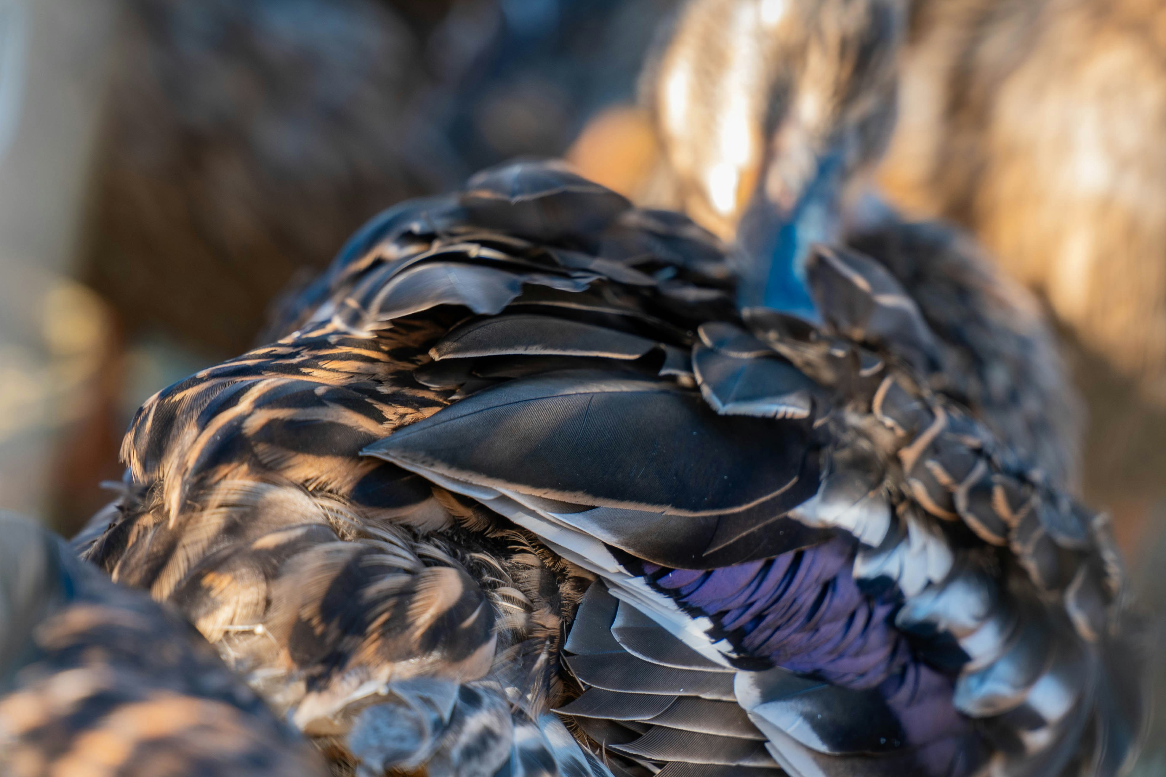 Feathered Textures: A Close Encounter