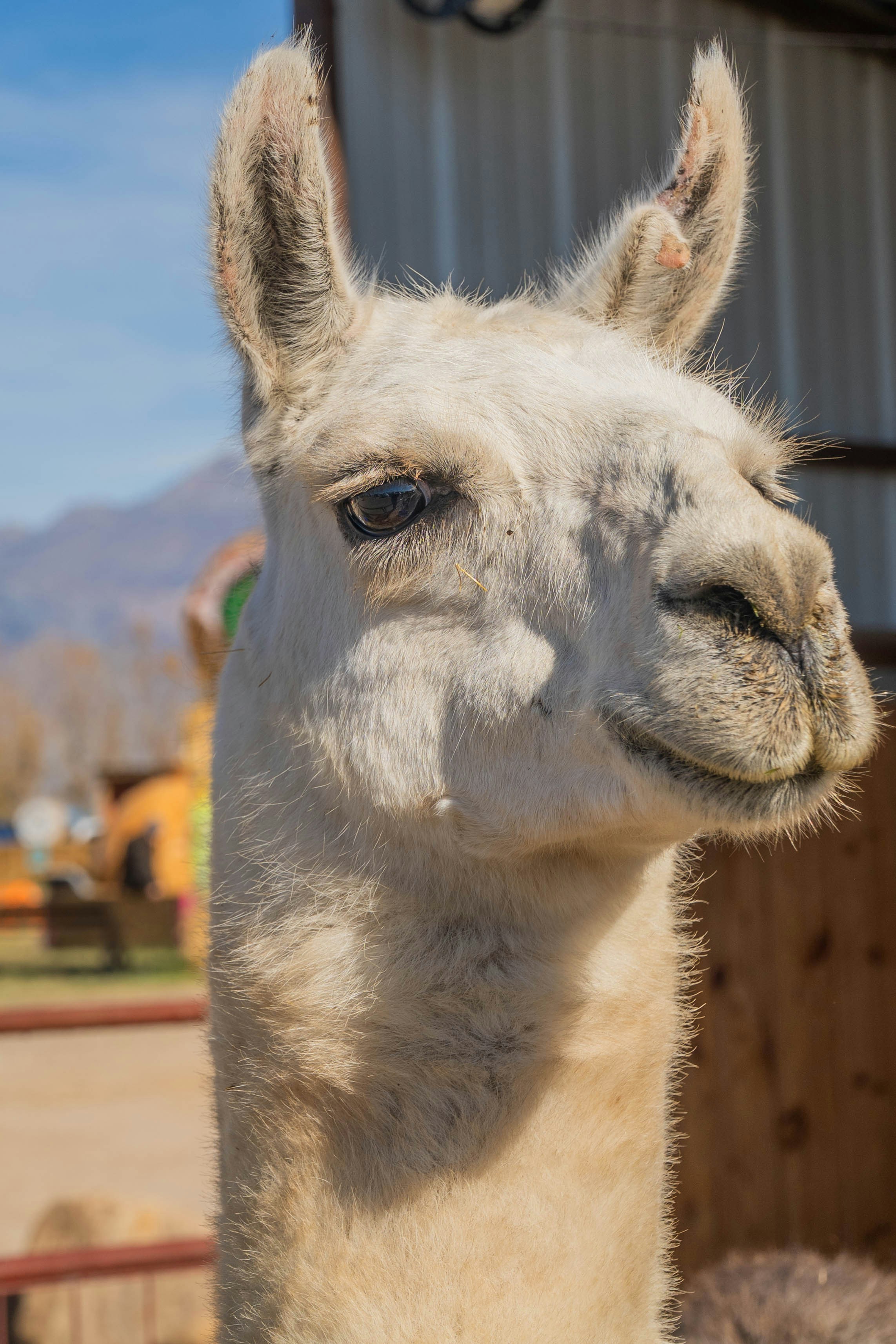 Llama’s Quizzical Gaze in a Sunlit Farmyard Portrait