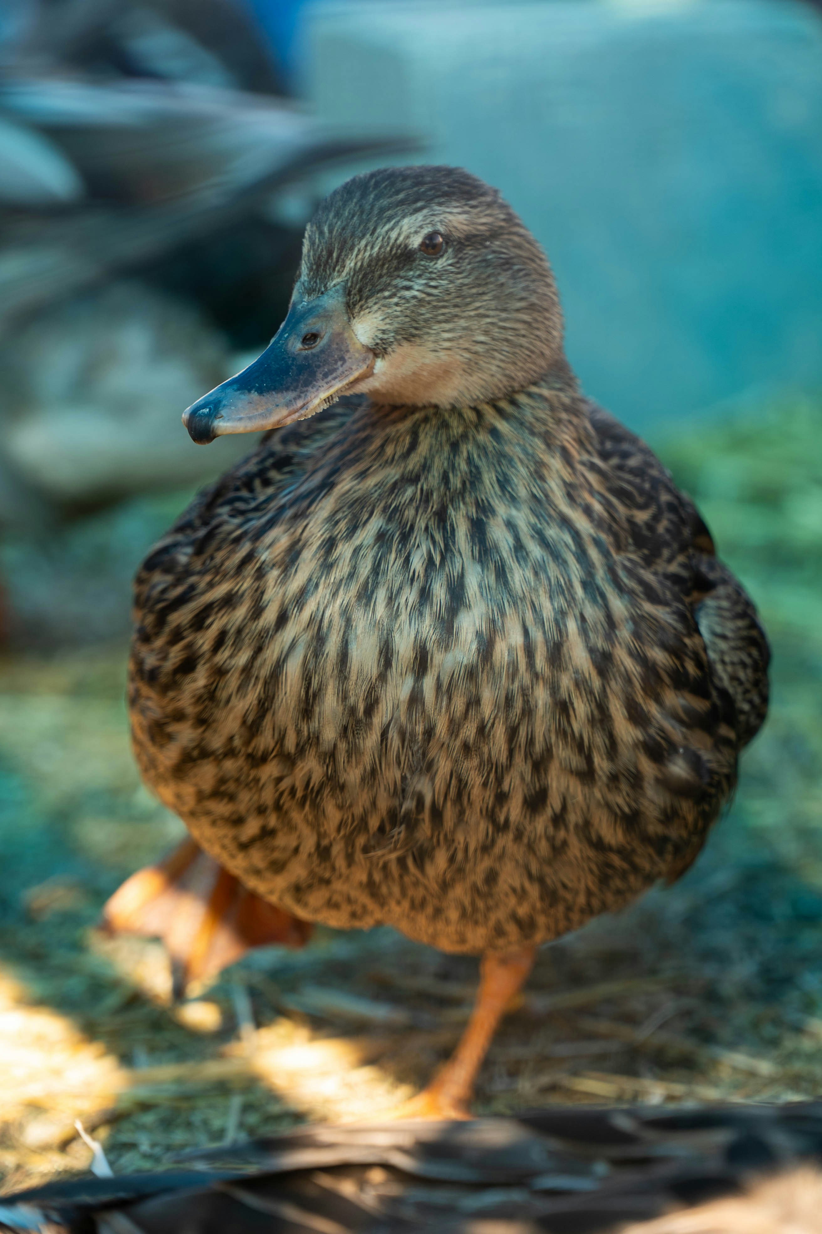 Feathered Focus at the Pond's Edge: A Close-Up Mallard in Soft Light