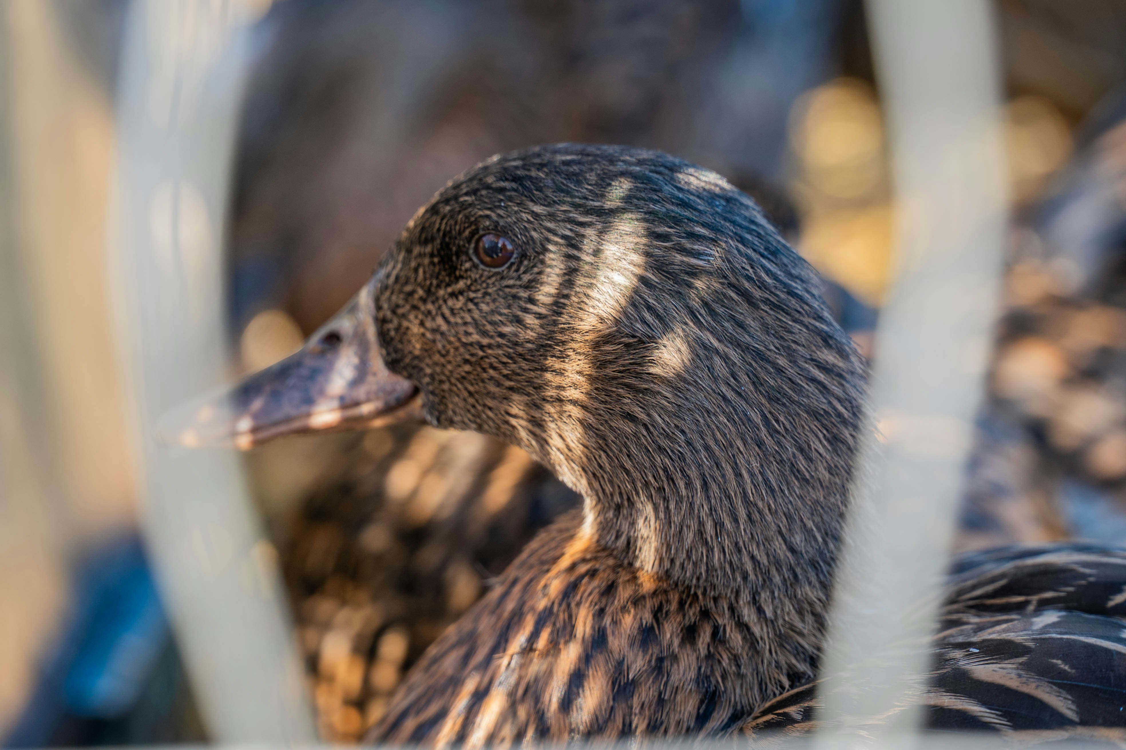 Sunlit Mallard Portrait Framed by Fence Bars