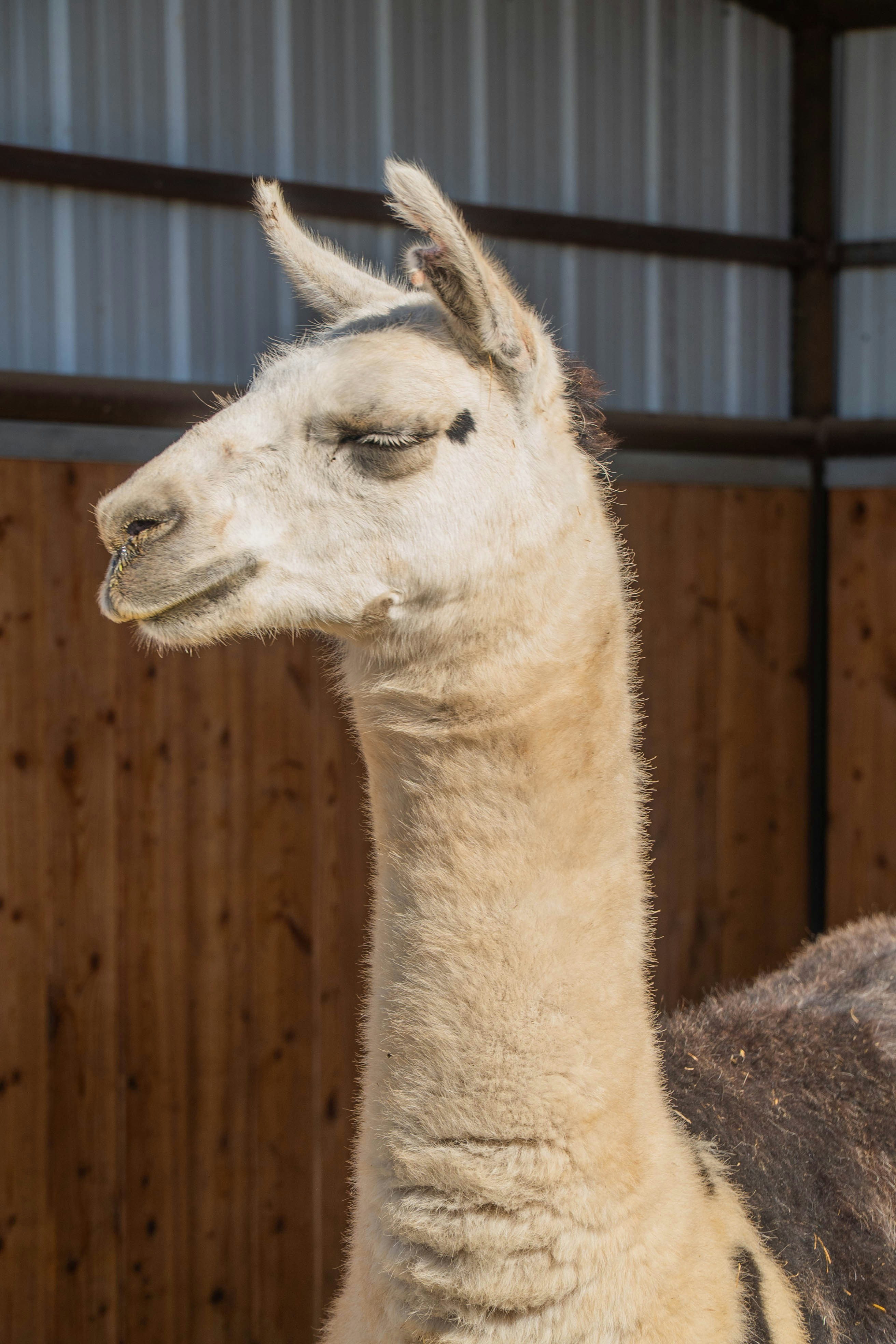 Pastel Light, Sleepy Gaze: An Alpaca Portrait in a Barn