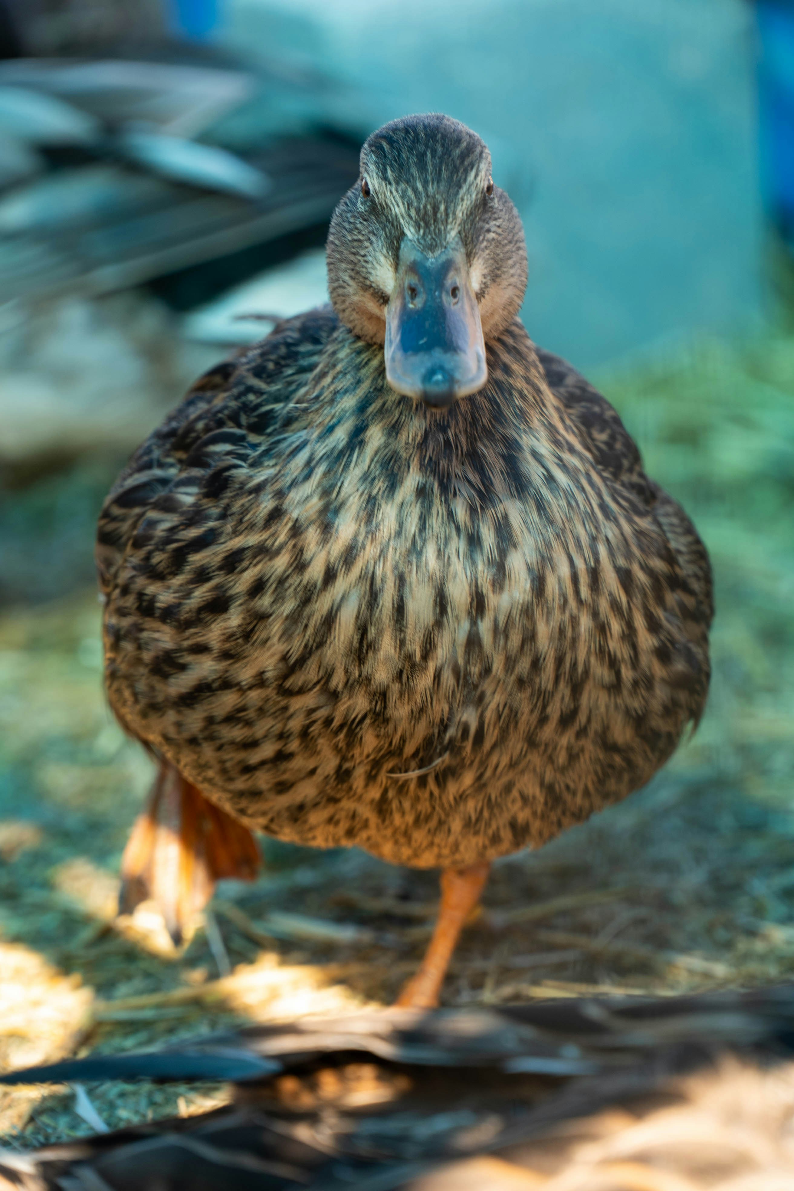 Feathered Gaze: A Mallard's Close-Up Portrait