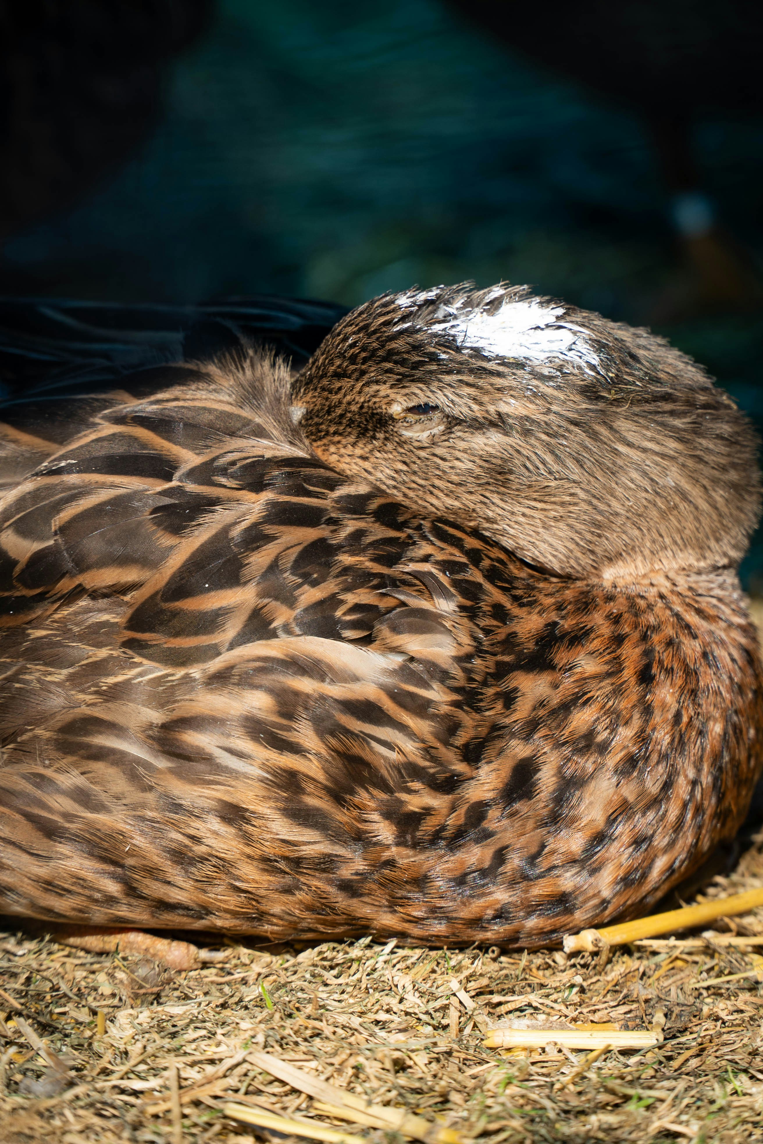 Nestled in Straws: a Quiet Brown Duck at Rest