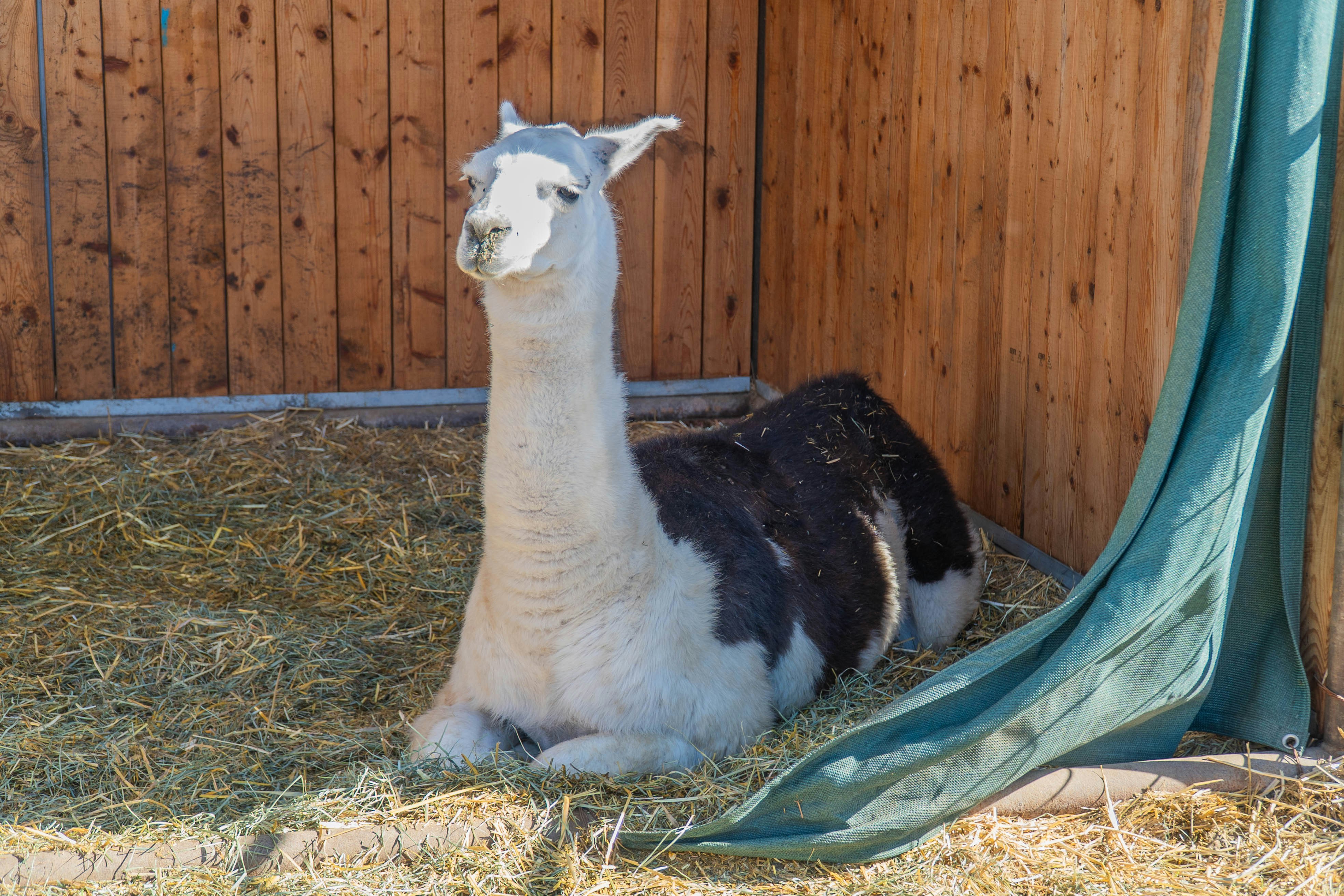 Sunlit Llama Lounges in a Quiet Wooden Pen