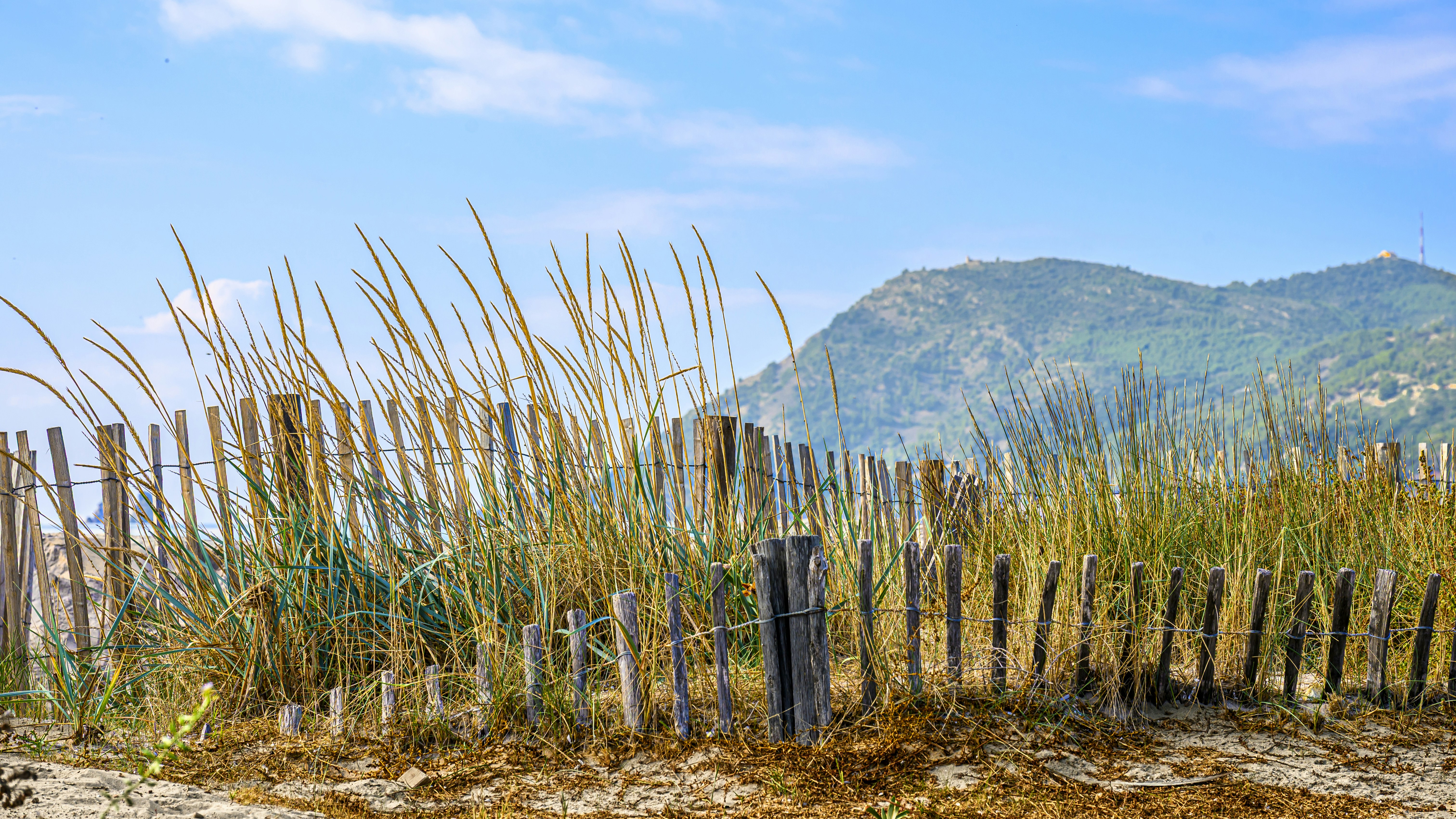 Dune Fence Serenade: Grasses, Sea Breeze, and a Mountain Horizon