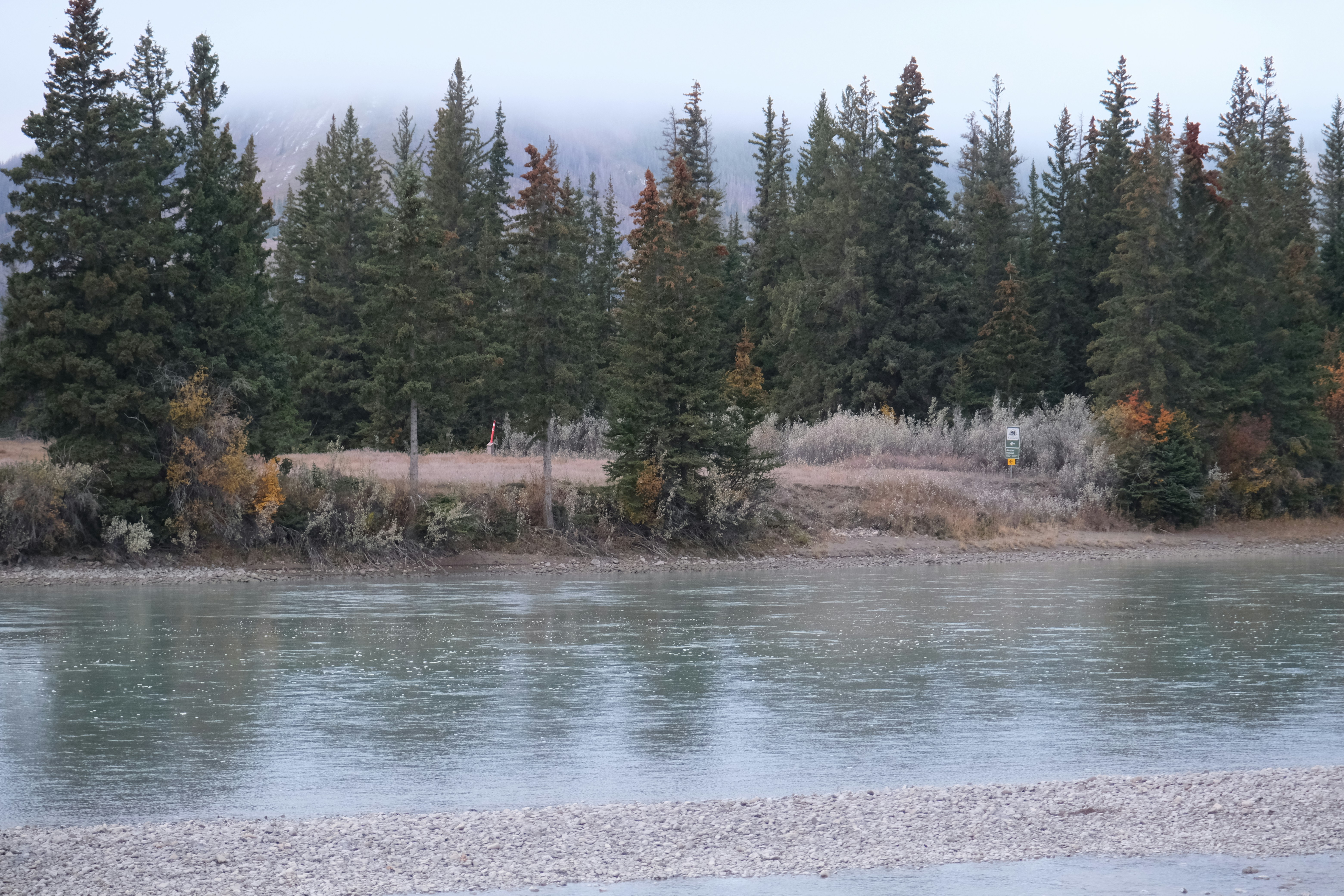 Misty pine forest beside a calm river