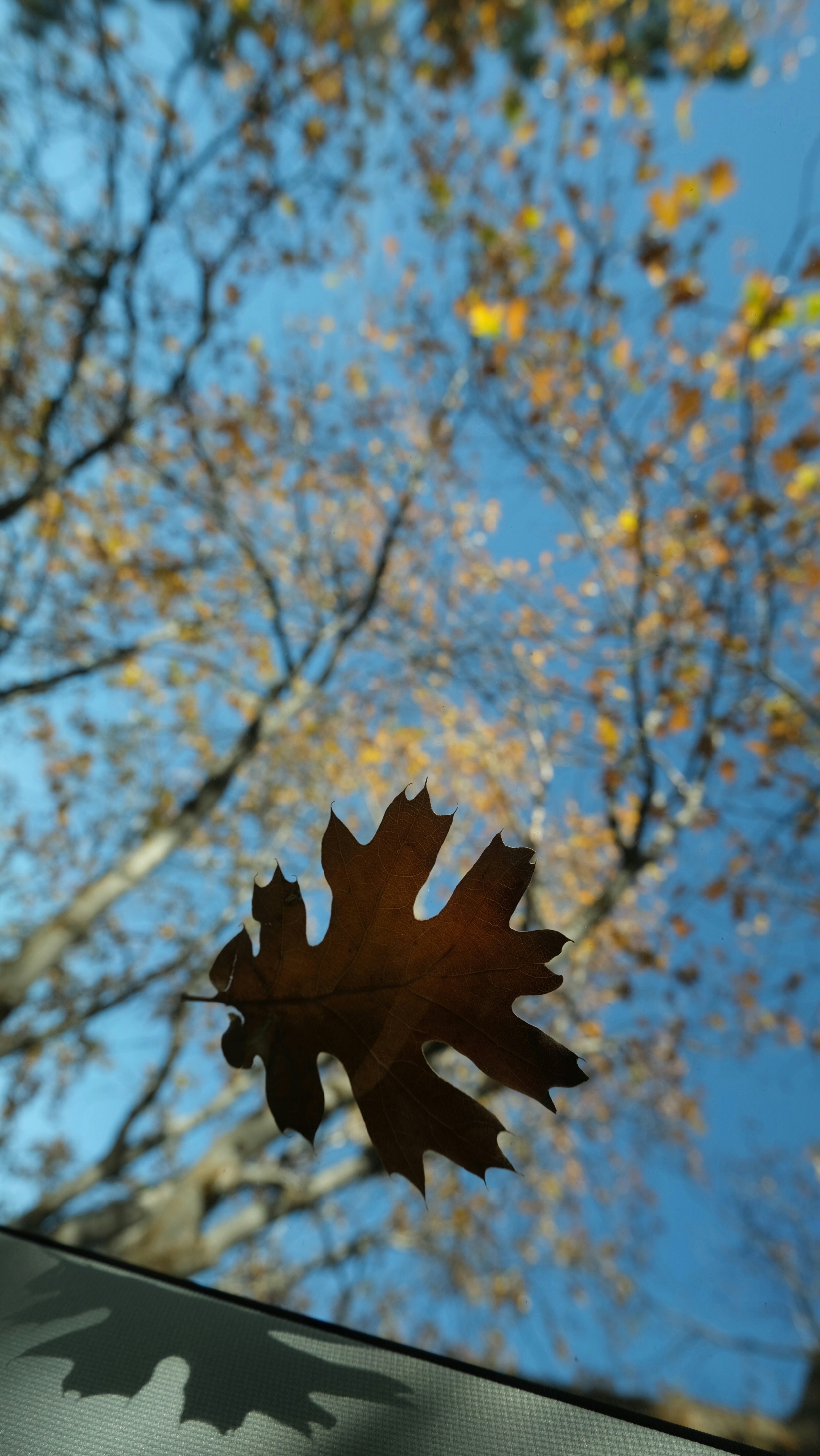 Brown Autumn Leaf in Sharp Focus Against a Sky-Blue Backdrop