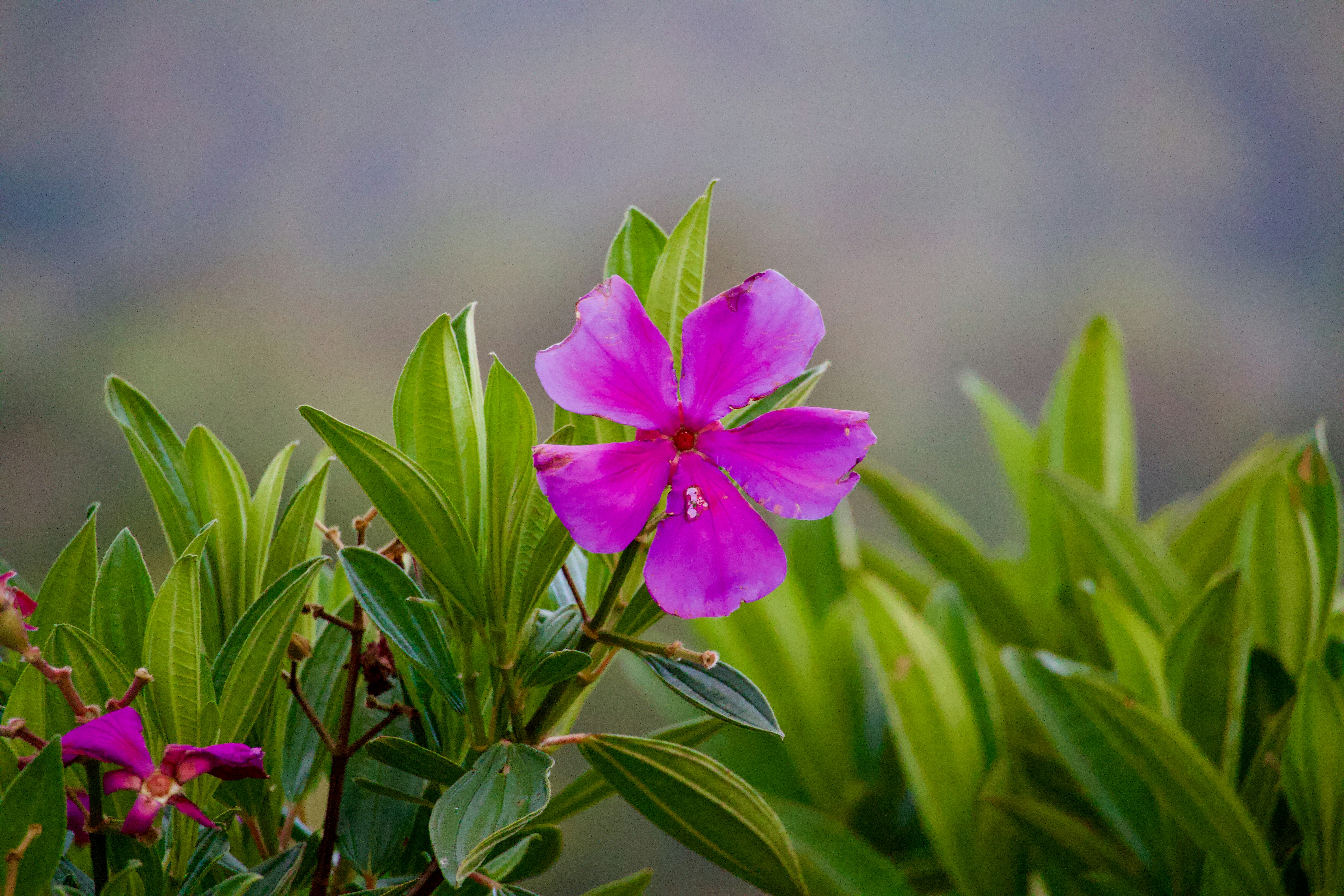 Vibrant Bloom Amidst Lush Greenery