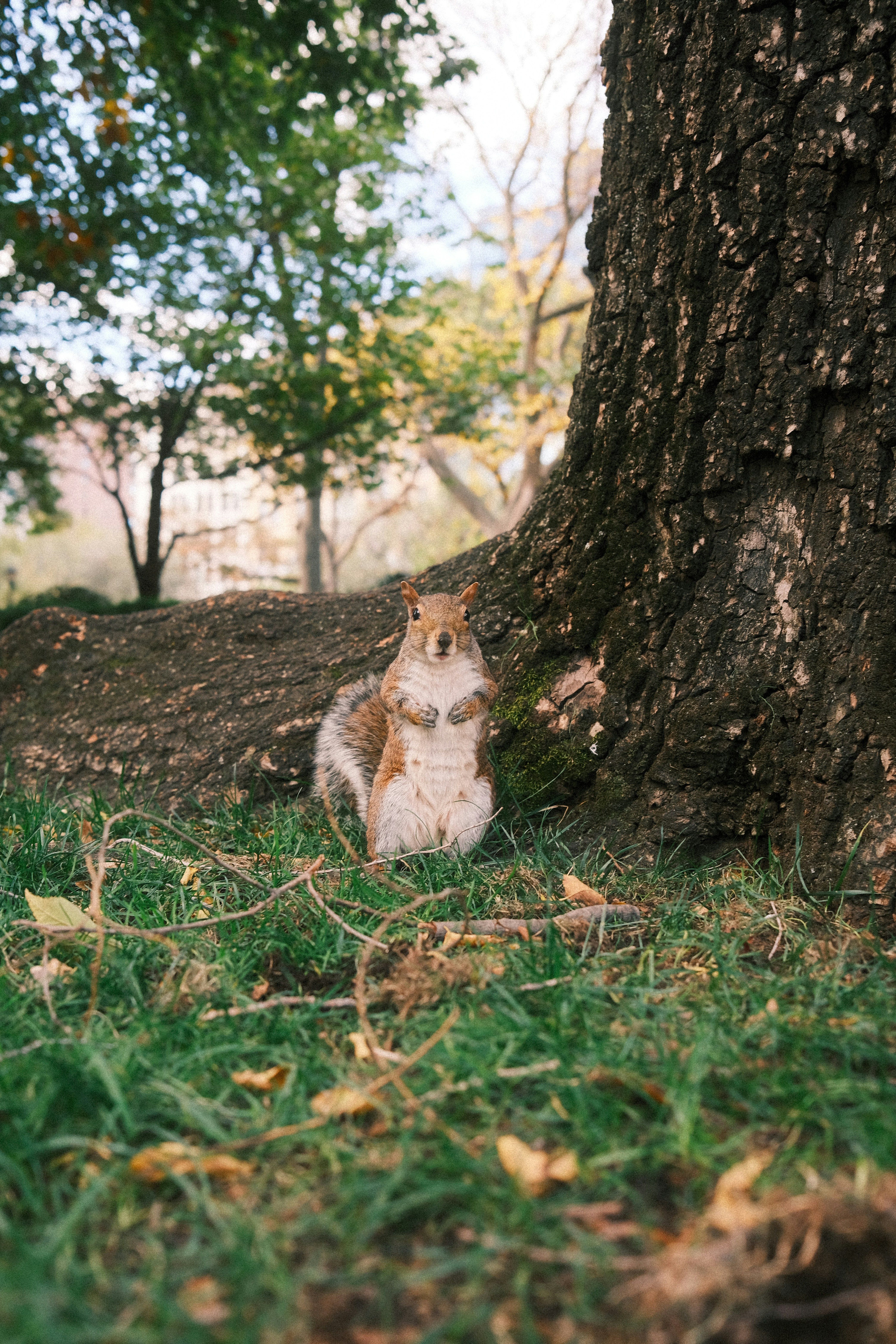 Squirrel's Serenity: A Moment in Nature
