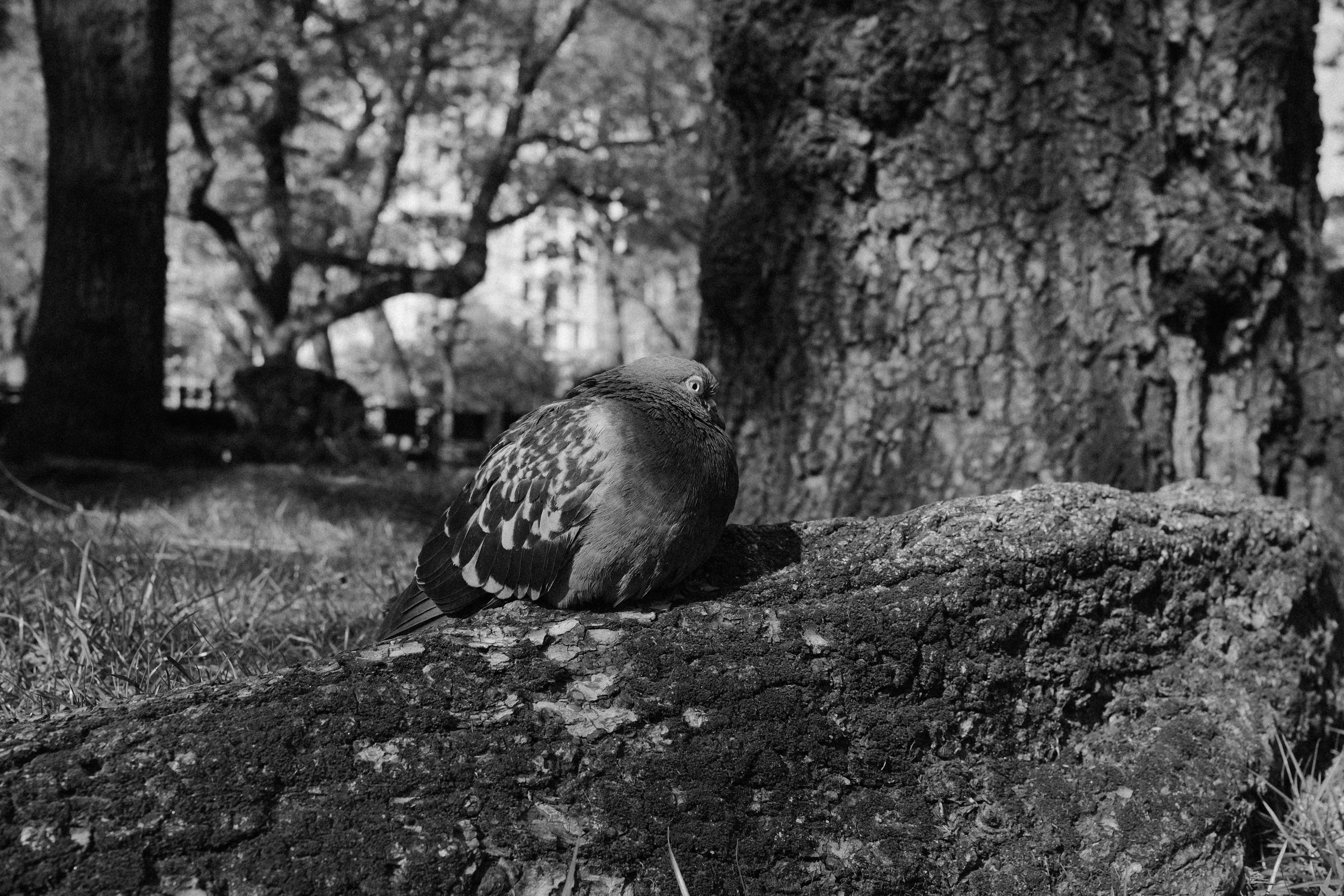 A pigeon rests on a log in a park.