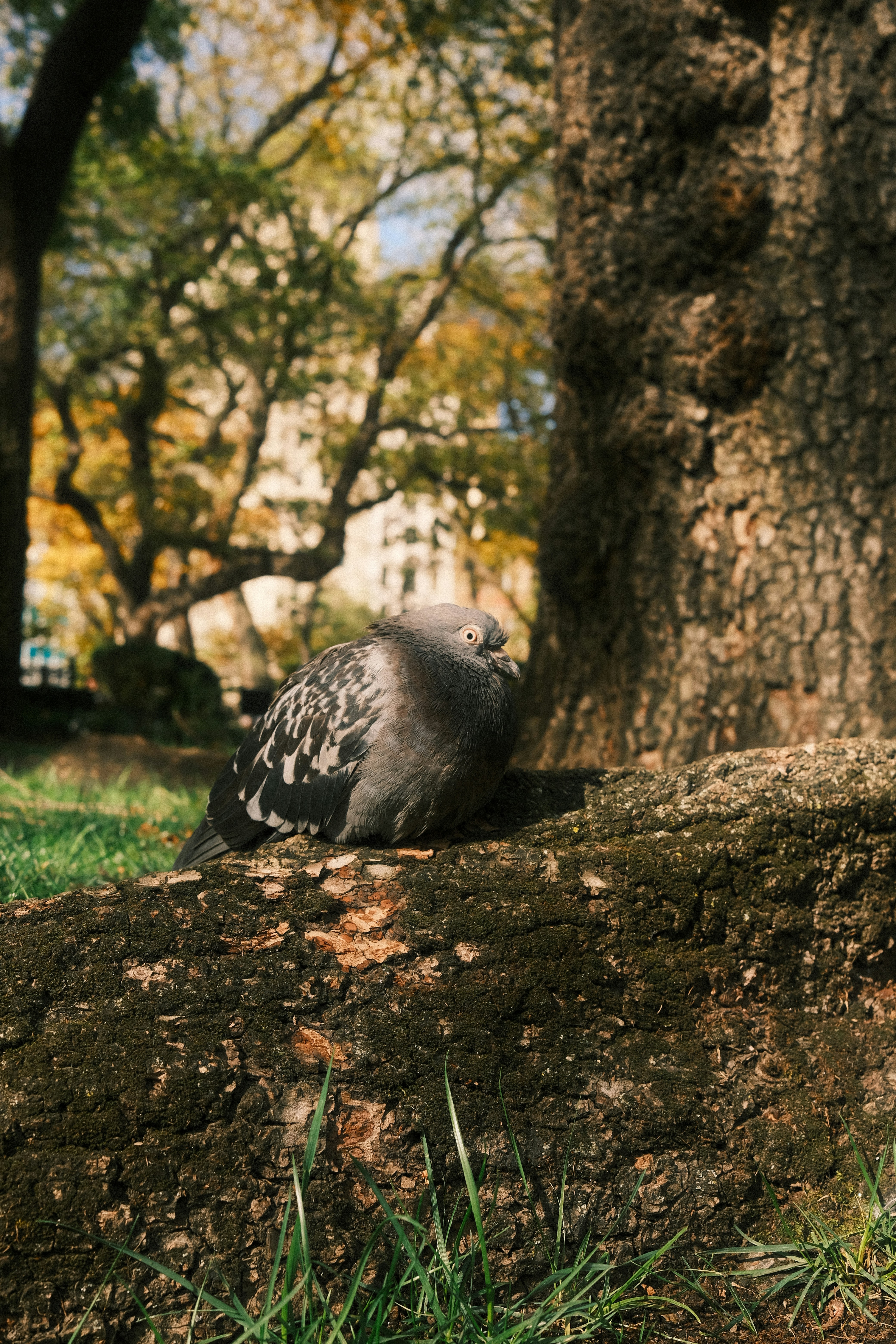 Urban Serenity: A Pigeon’s Resting Moment
