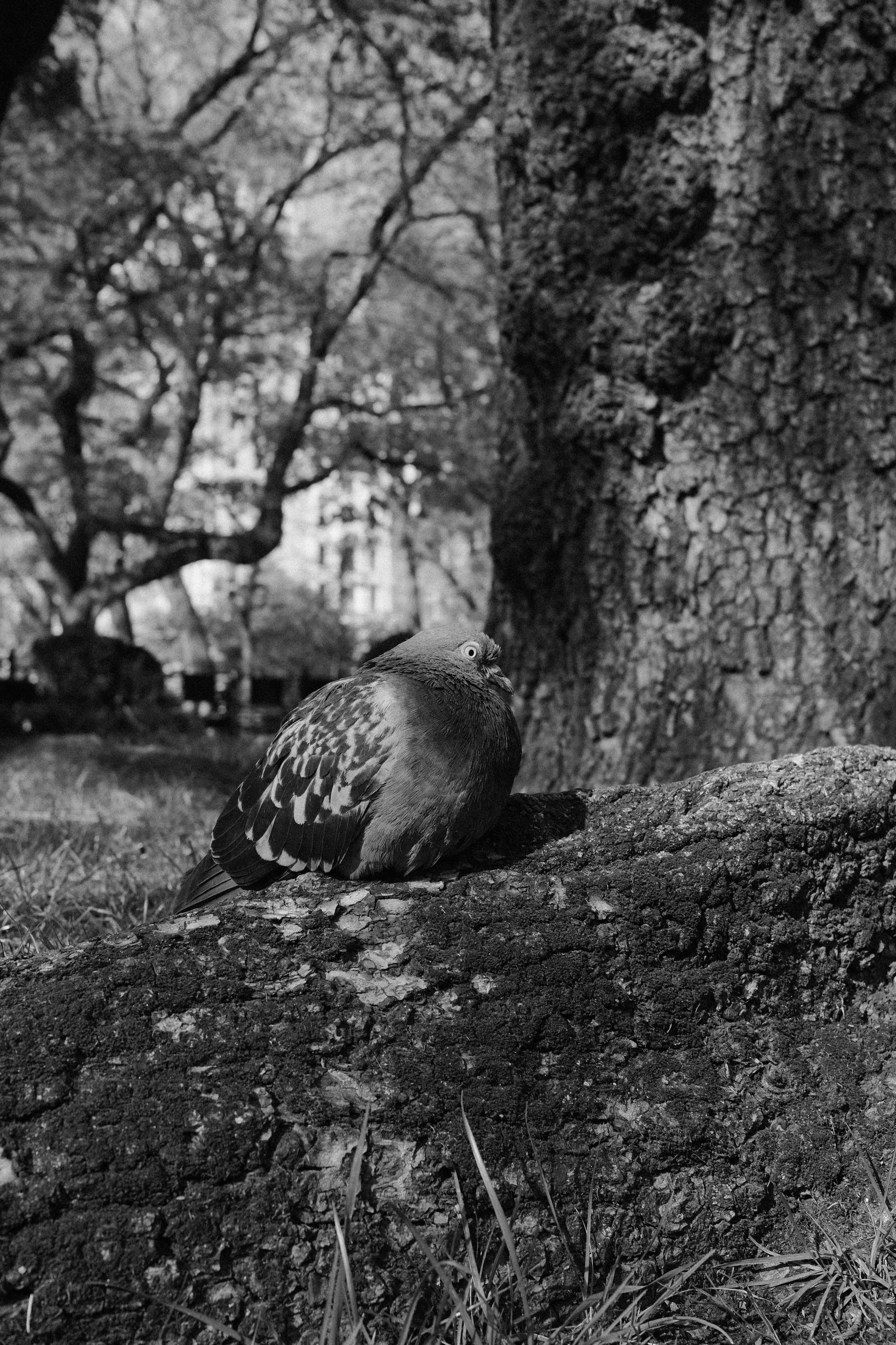 Urban Serenity: A Pigeon’s Rest