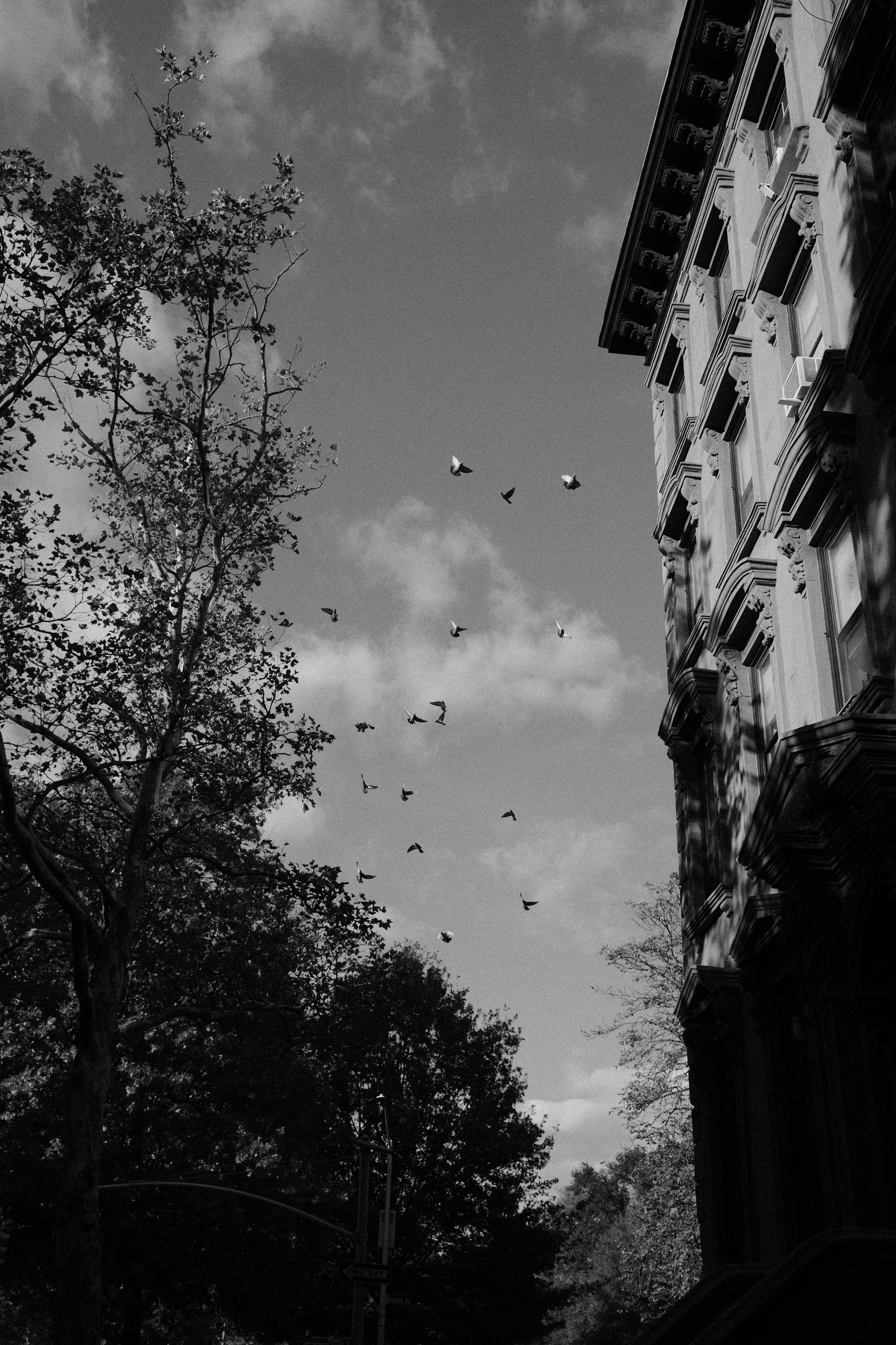 Birds flying near trees and building.