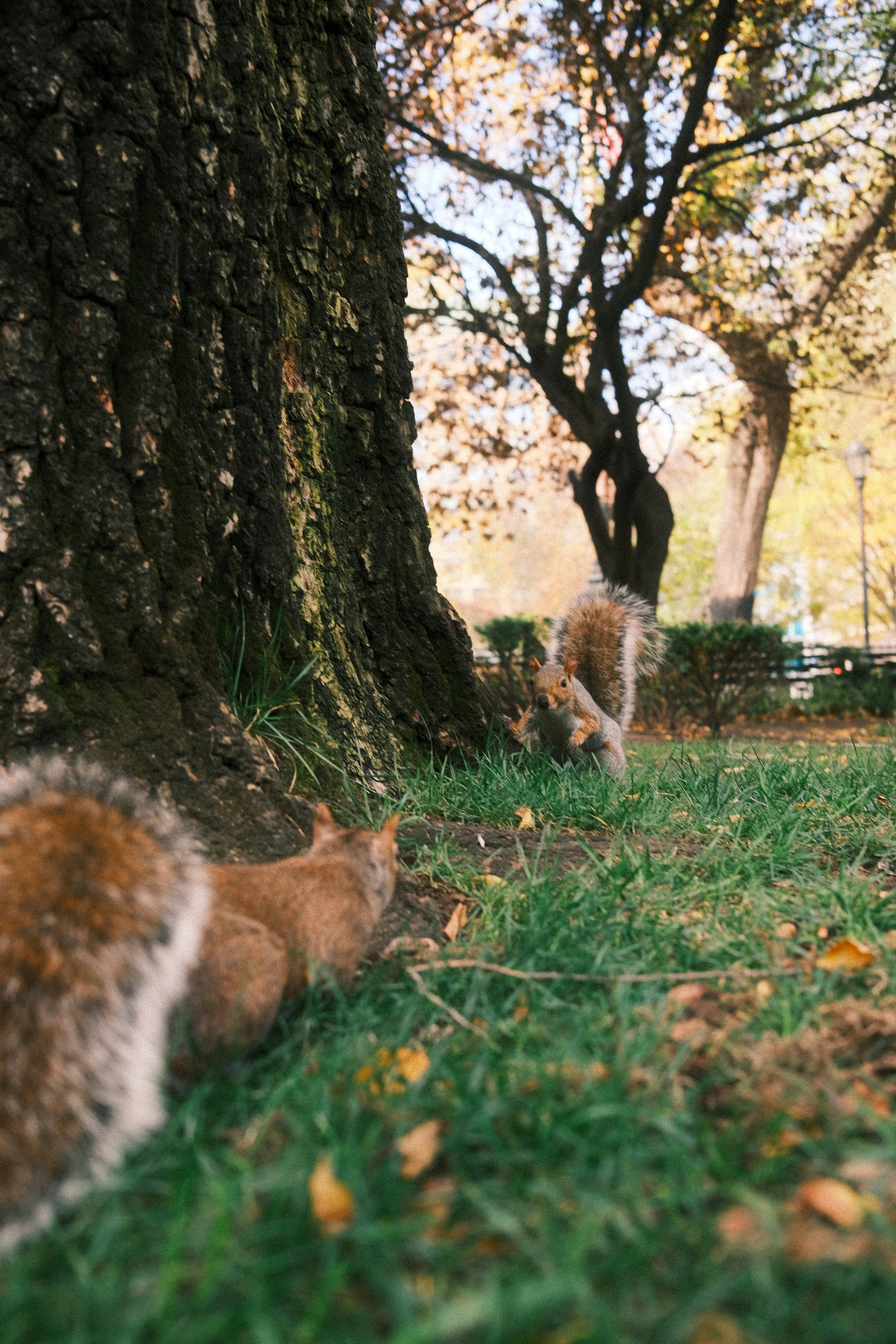 Squirrels foraging near a large tree in a park