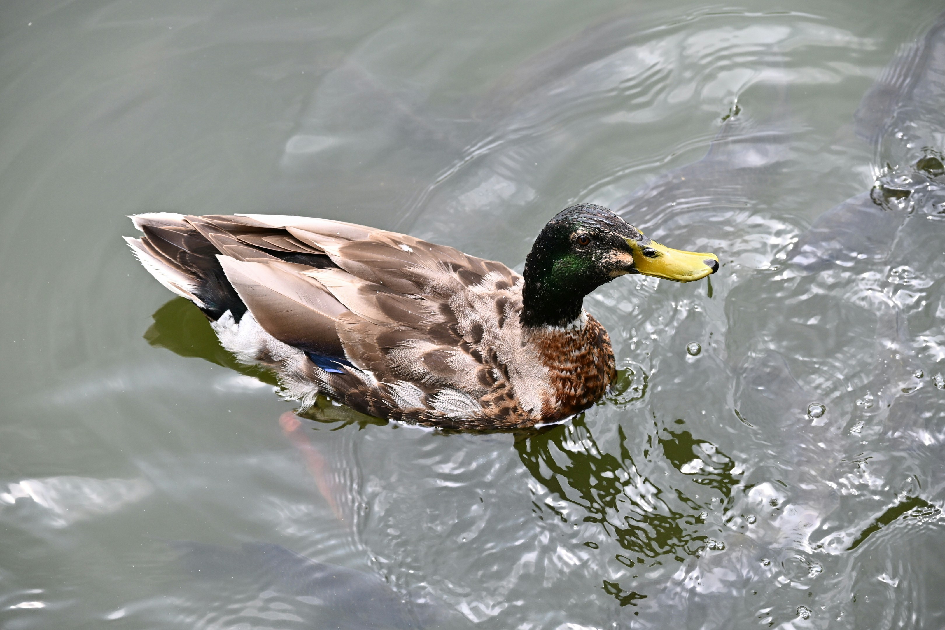 Mallard duck gliding smoothly across a tranquil pond, surrounded by rippling water. The scene captures the essence of natural calmness.
