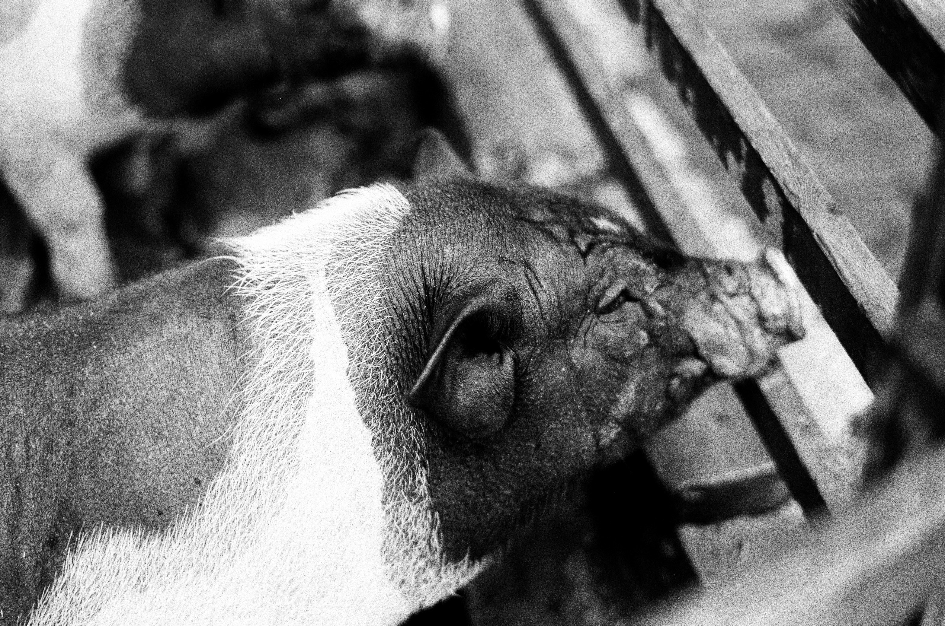 Nahaufnahme eines Schweins mit schwarz-weißen Markierungen. Foto ...