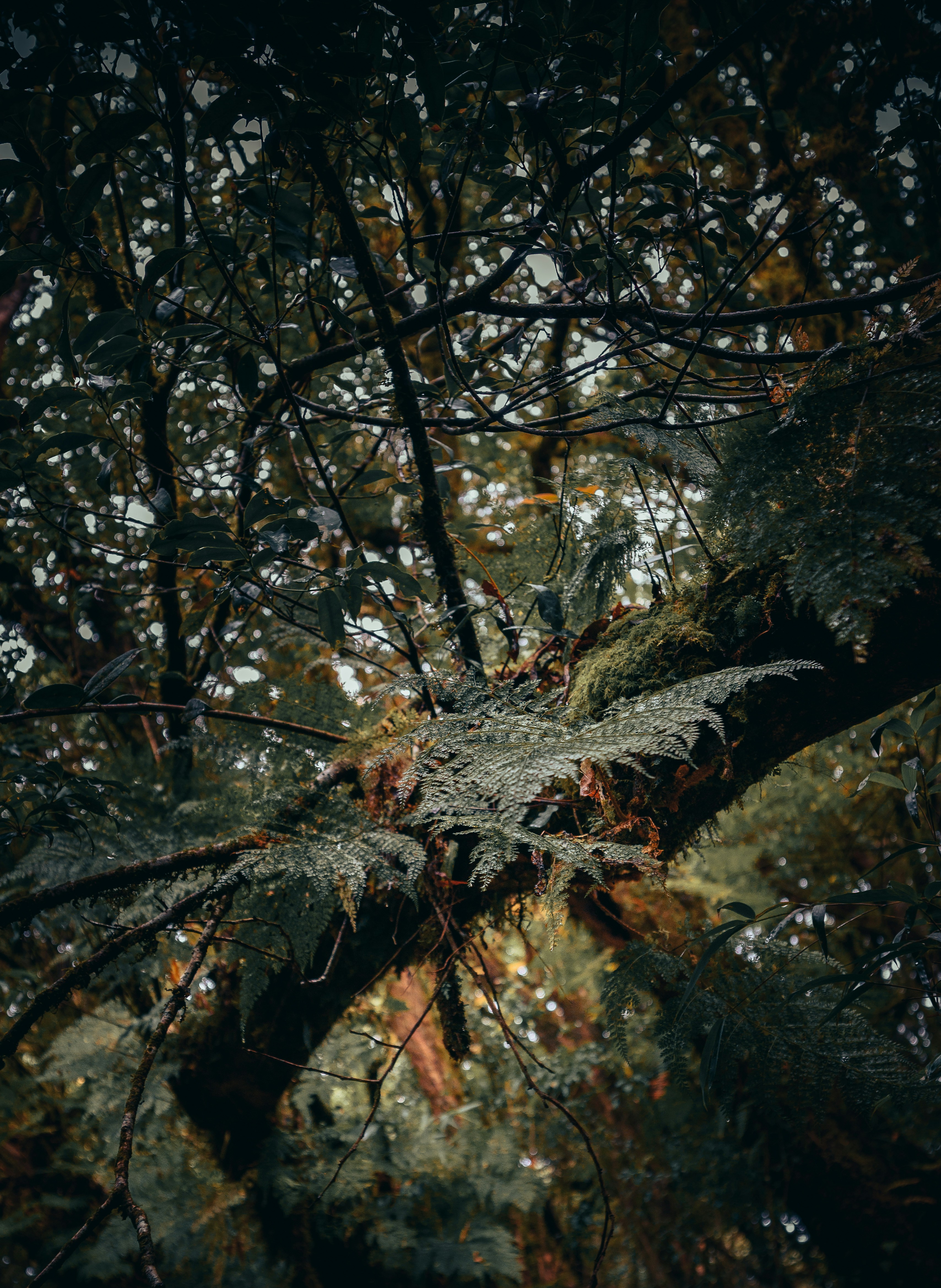Whispers of the Forest: A Moss-Covered Embrace