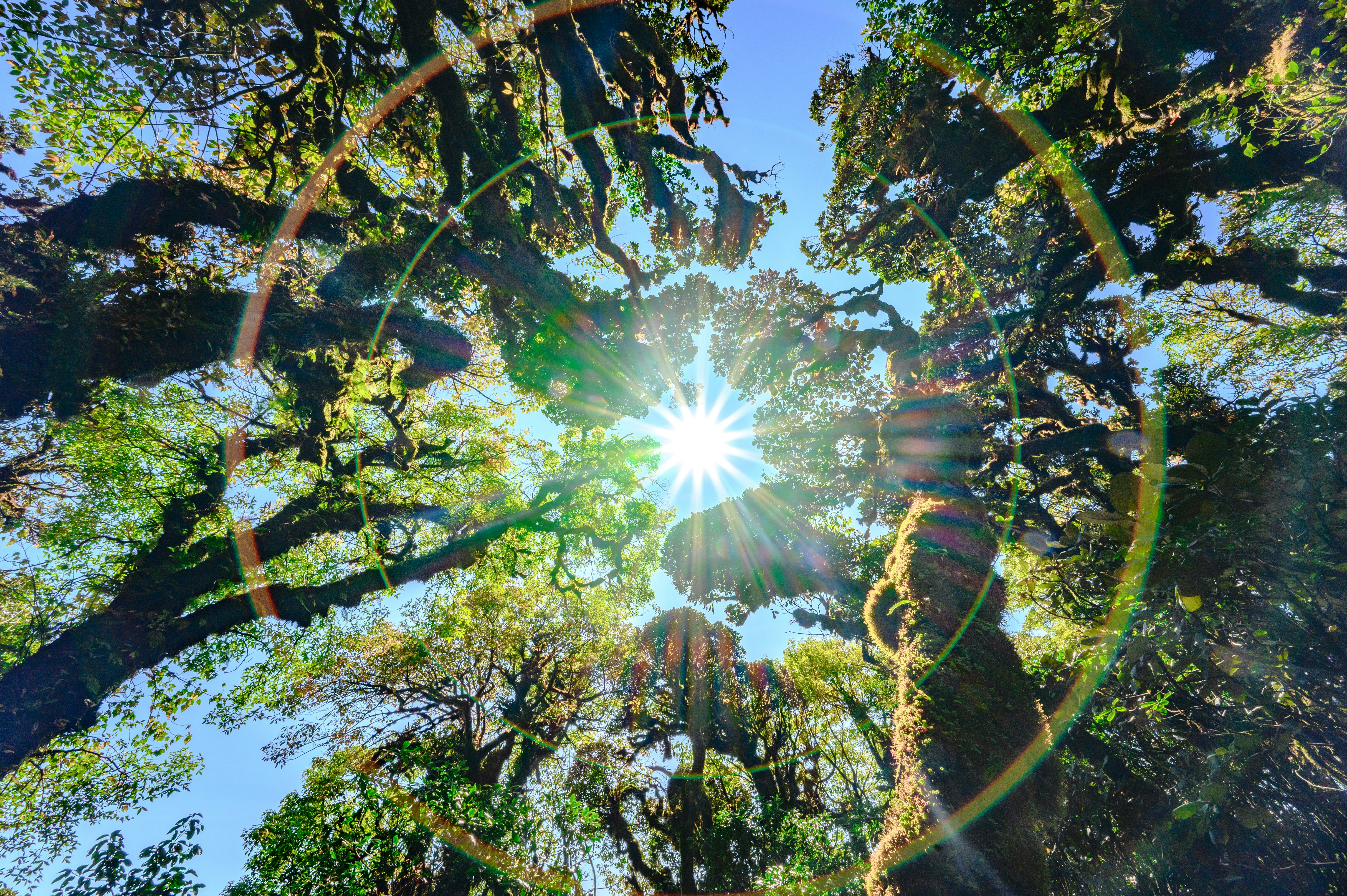 Sunlight filters through a lush forest canopy, illuminating intertwining branches and vibrant foliage. A natural spectacle showcasing the beauty of light and life.