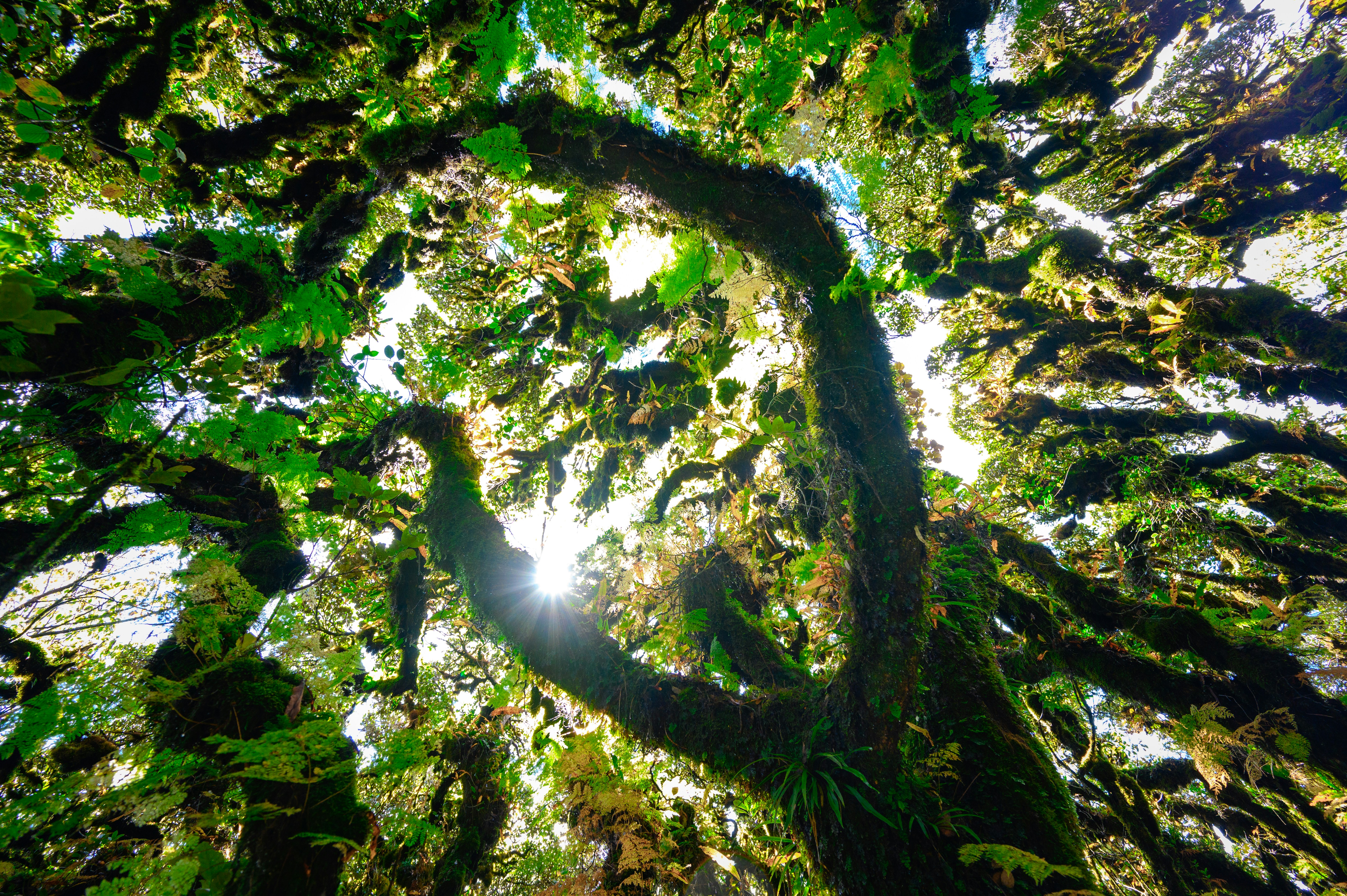Moss-Covered Ring of Light: Sunburst Through a Canopy Window