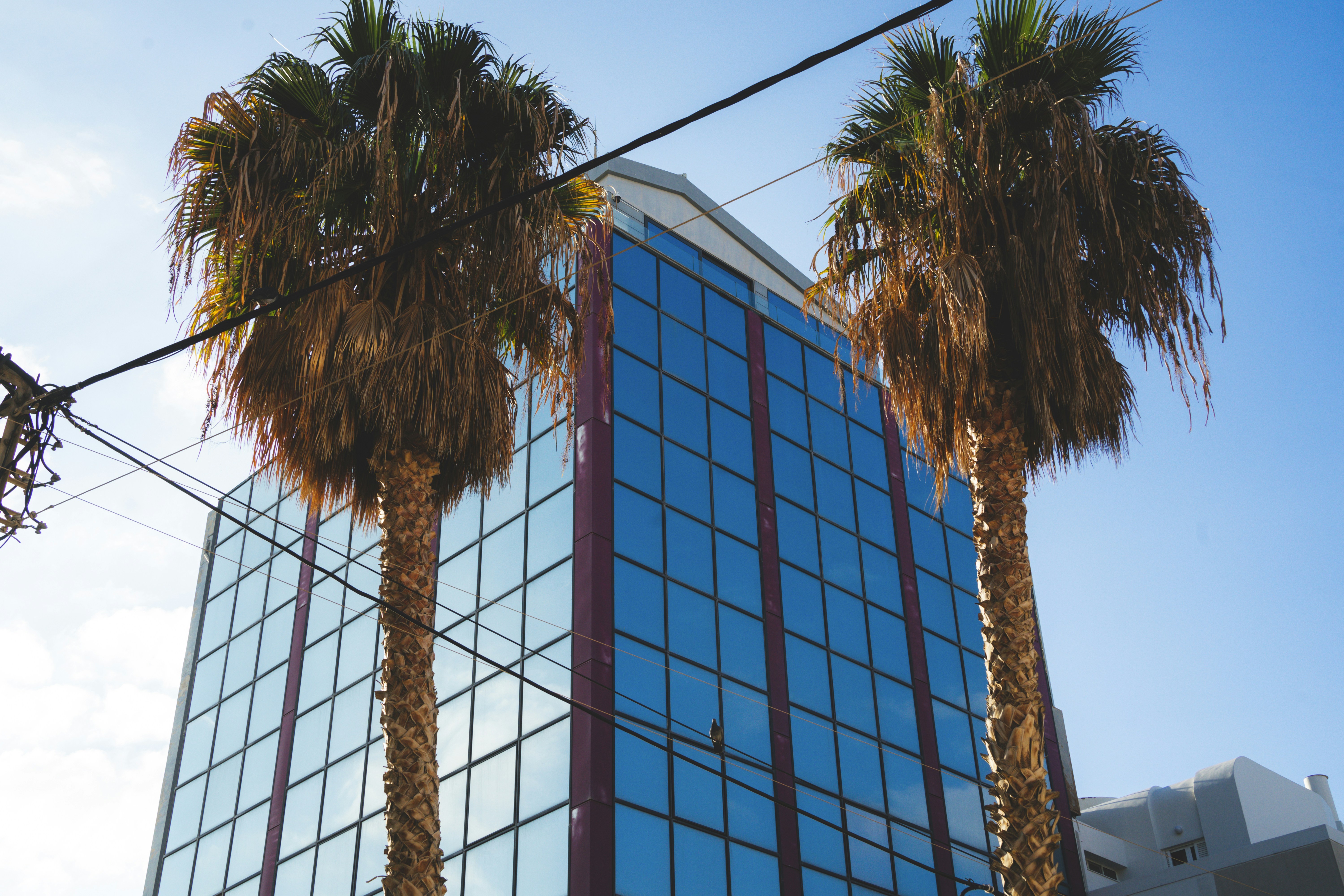 Two tall palm trees frame a modern glass building reflecting the sky and surroundings.