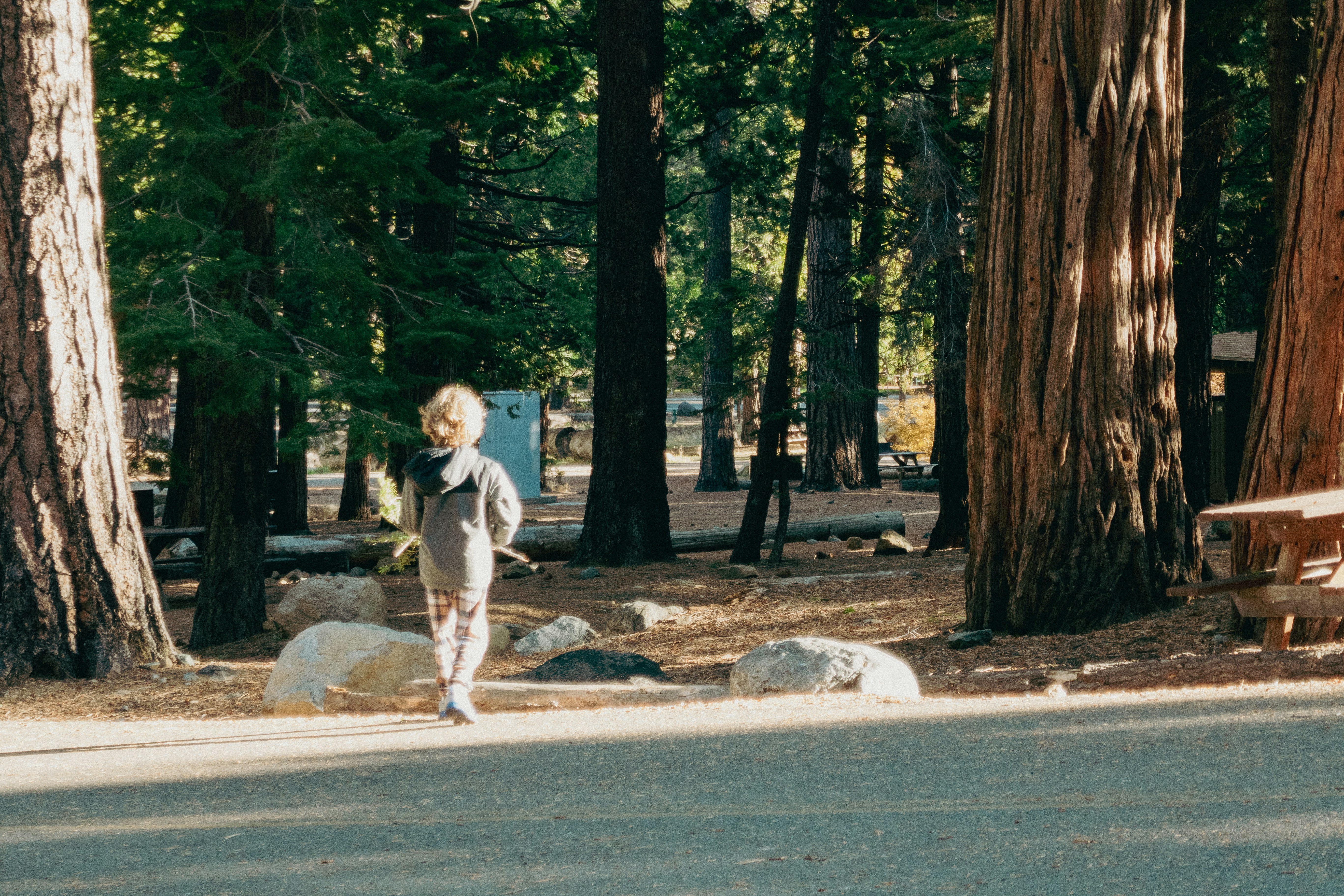 A child walks in a forest near large trees.