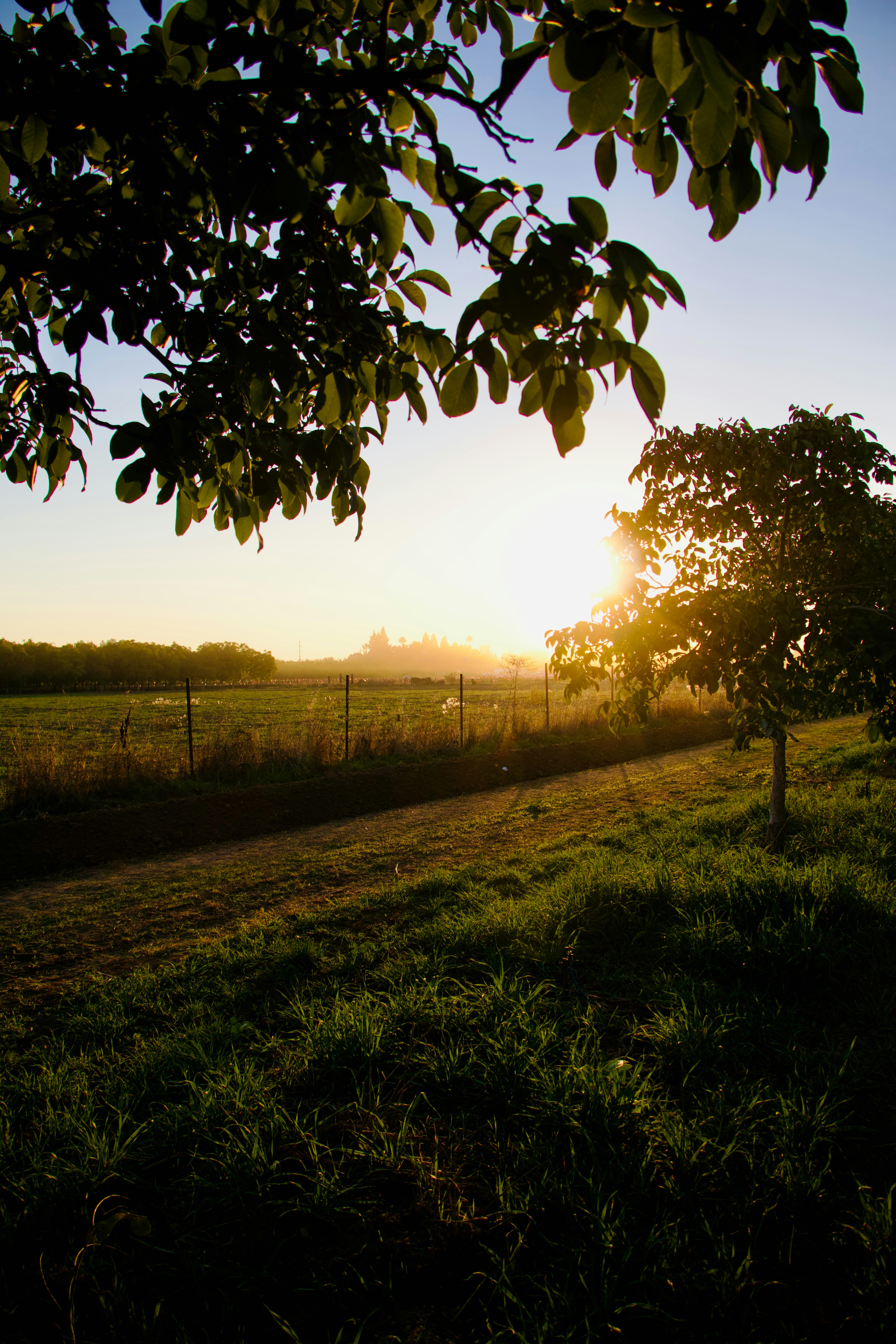 Sunrise illuminating a tranquil rural landscape, framed by lush greenery and a winding dirt path leading into the distance.