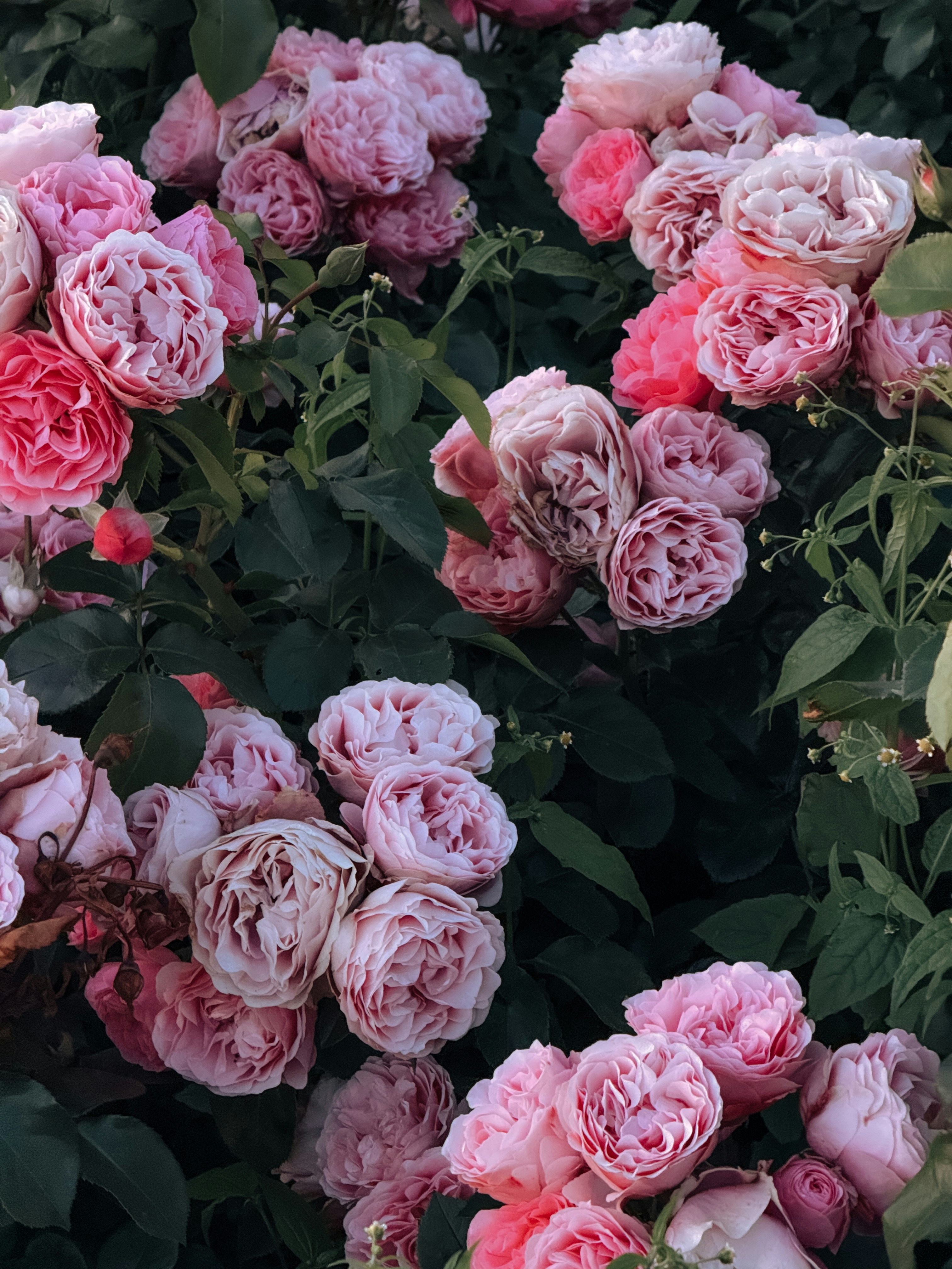A dense bush of pink roses in bloom.