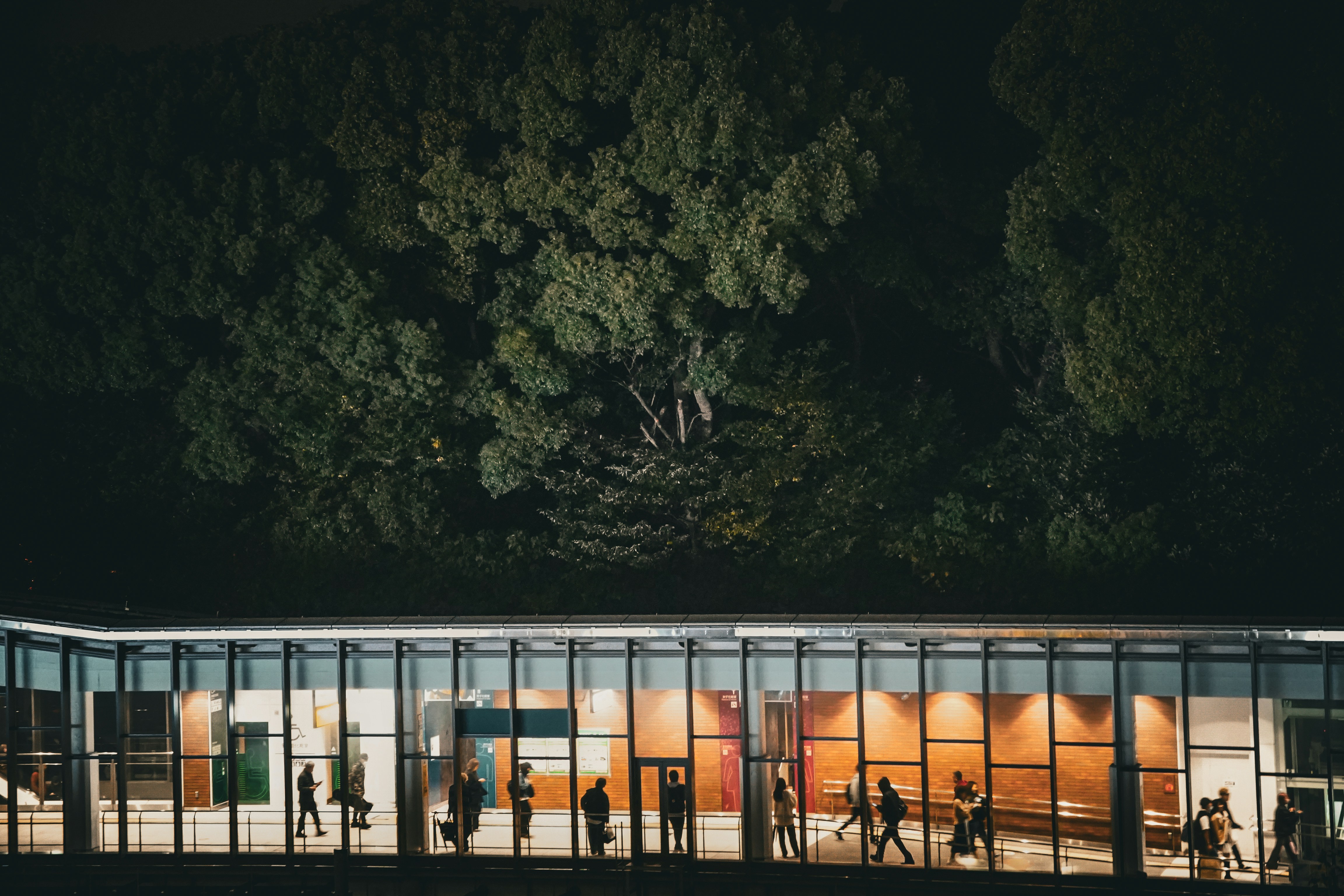 Urban Twilight: A Gathering Under the Canopy