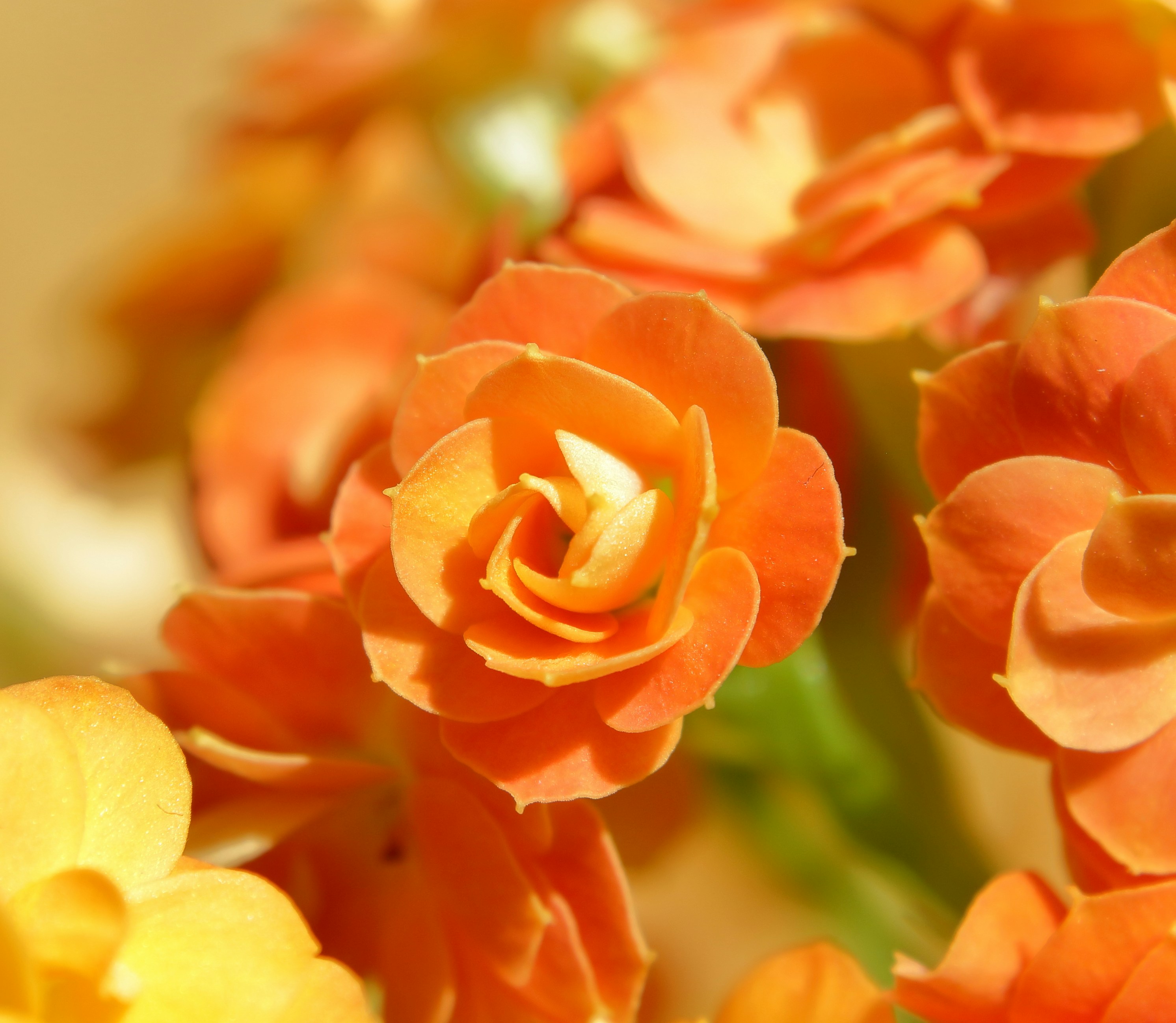 Vibrant orange flowers with delicate petals create a lush, inviting scene, showcasing nature's artistry. The focus highlights the intricate details of the blooms.
