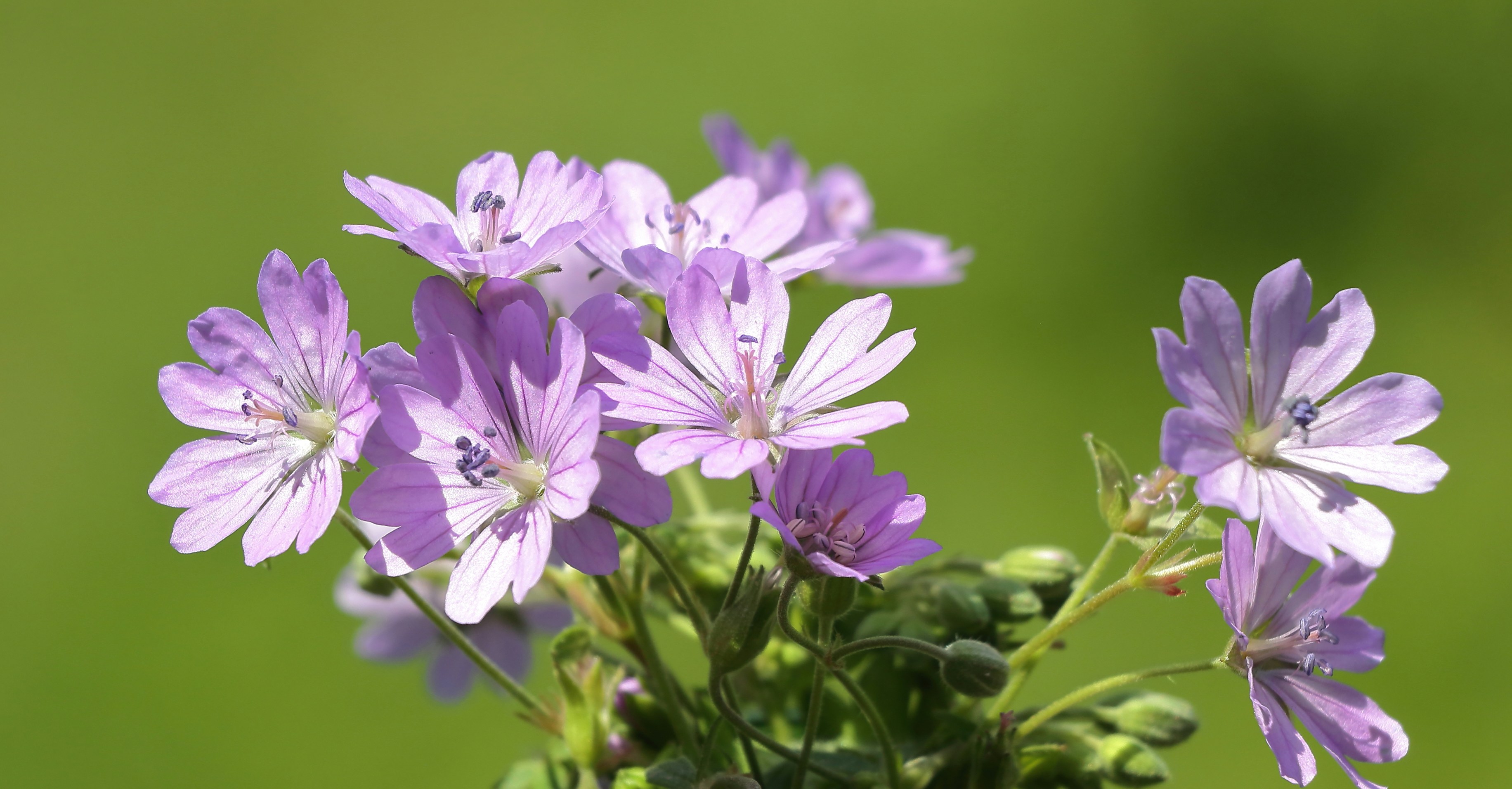 Whispers of Spring: A Floral Embrace