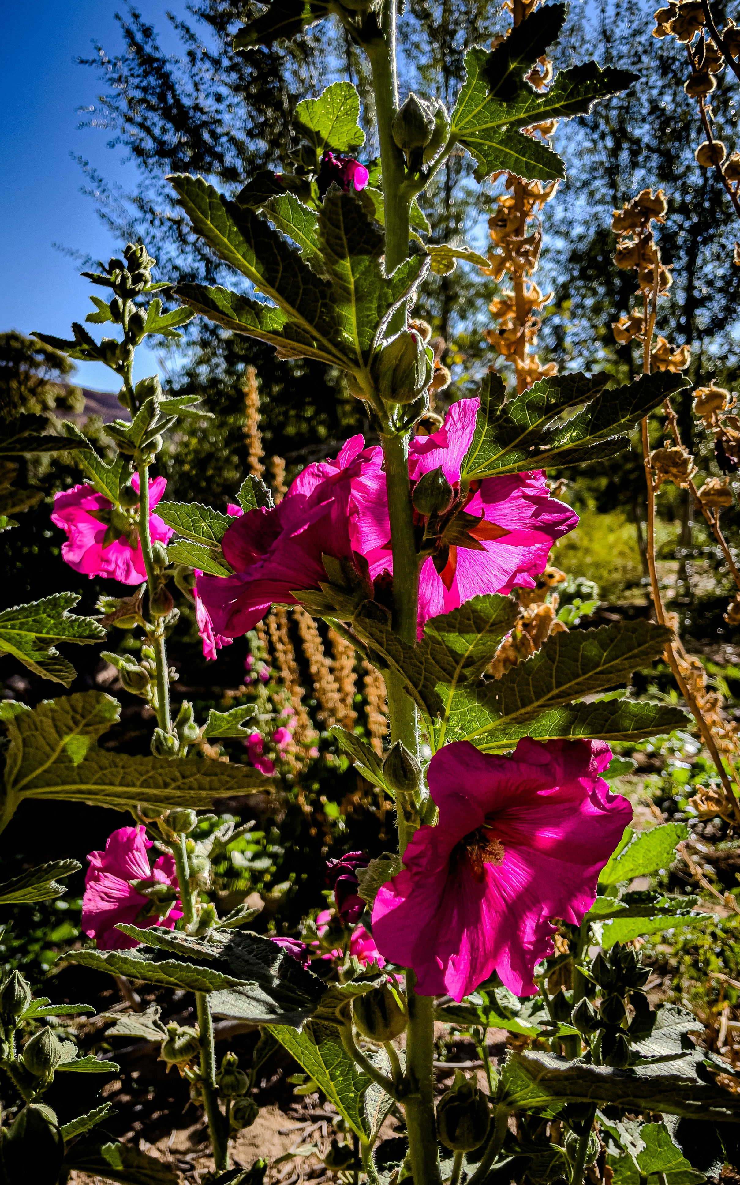 Bright pink hollyhock flowers bloom against blue sky.
