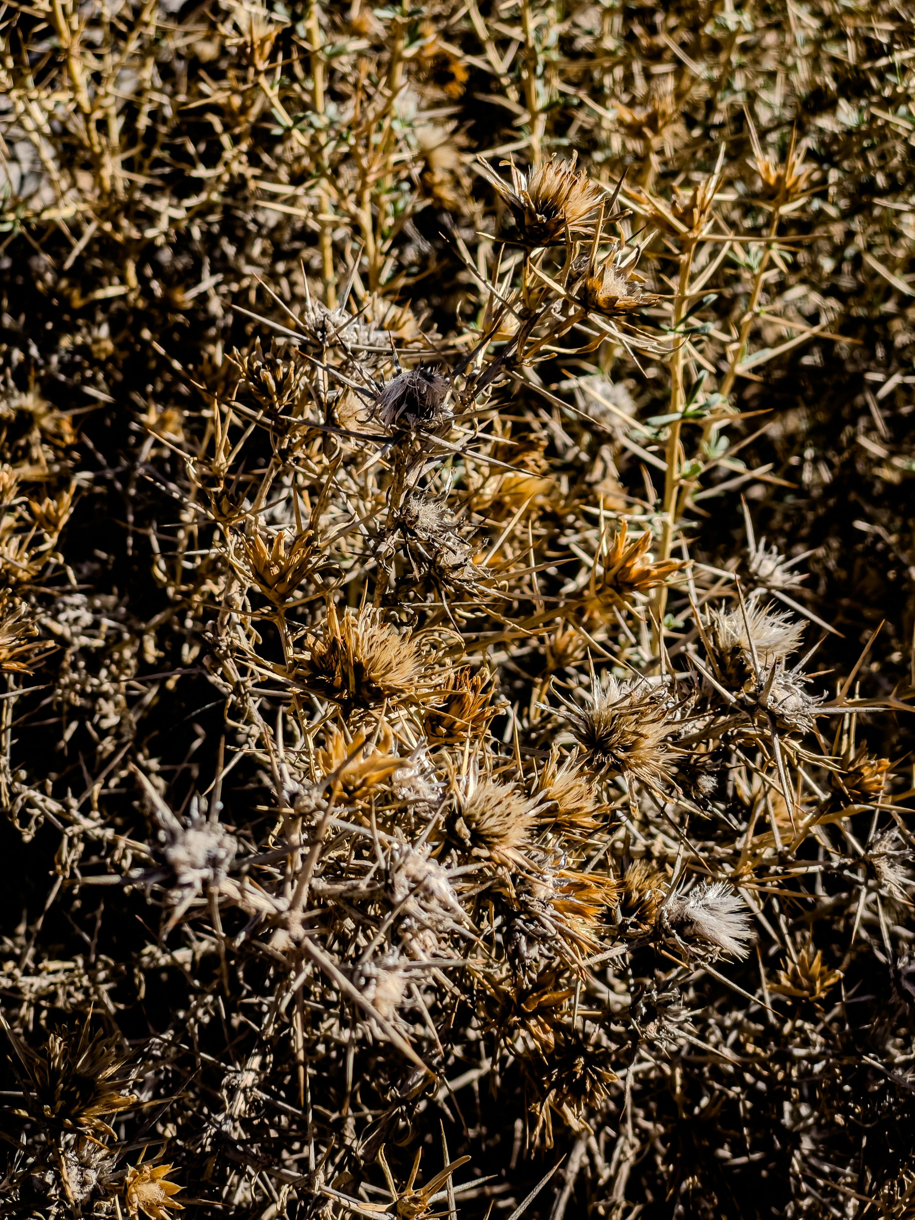 Close-up of dry, thorny desert plant with seed heads