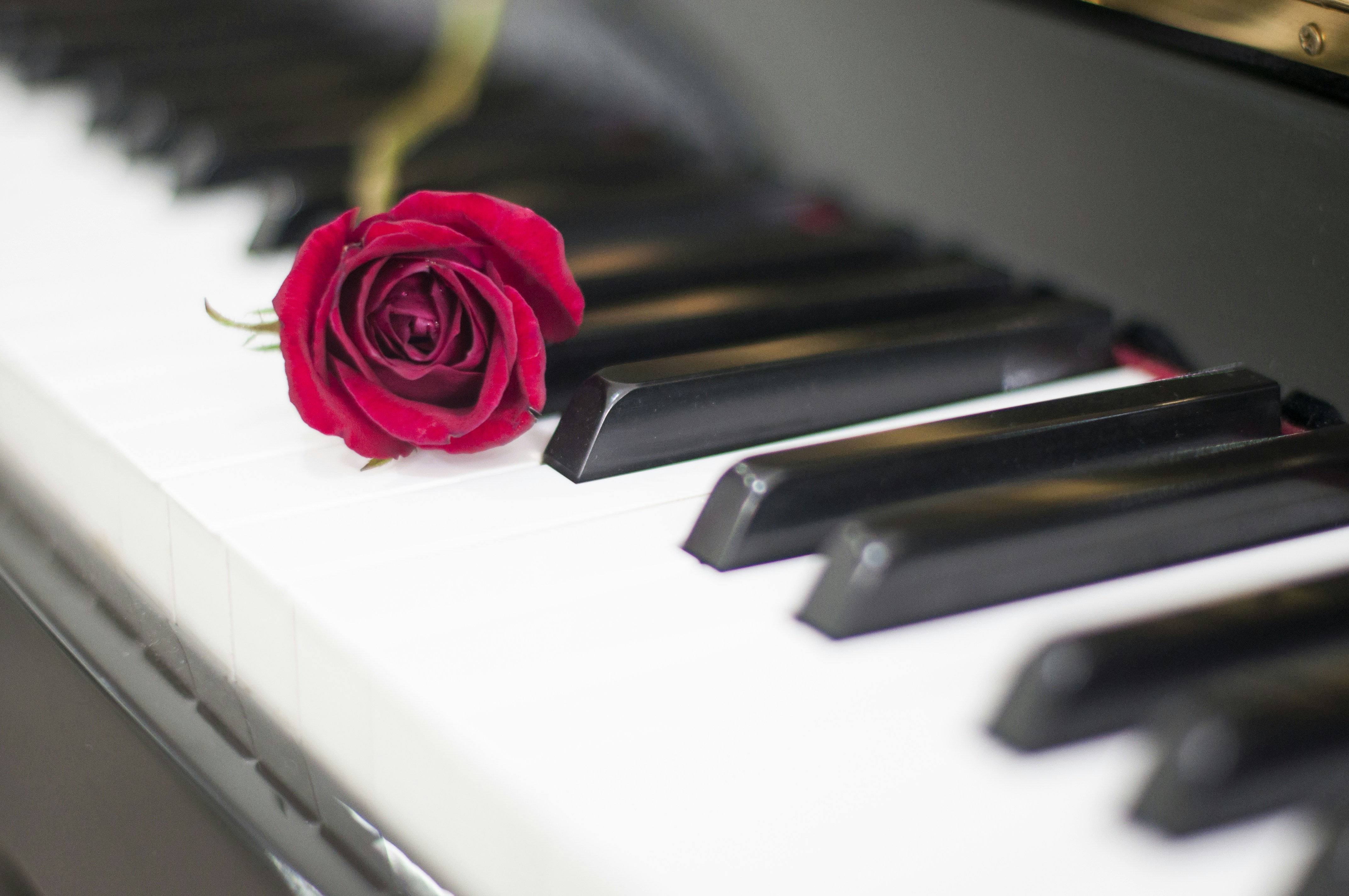 Melody of Elegance