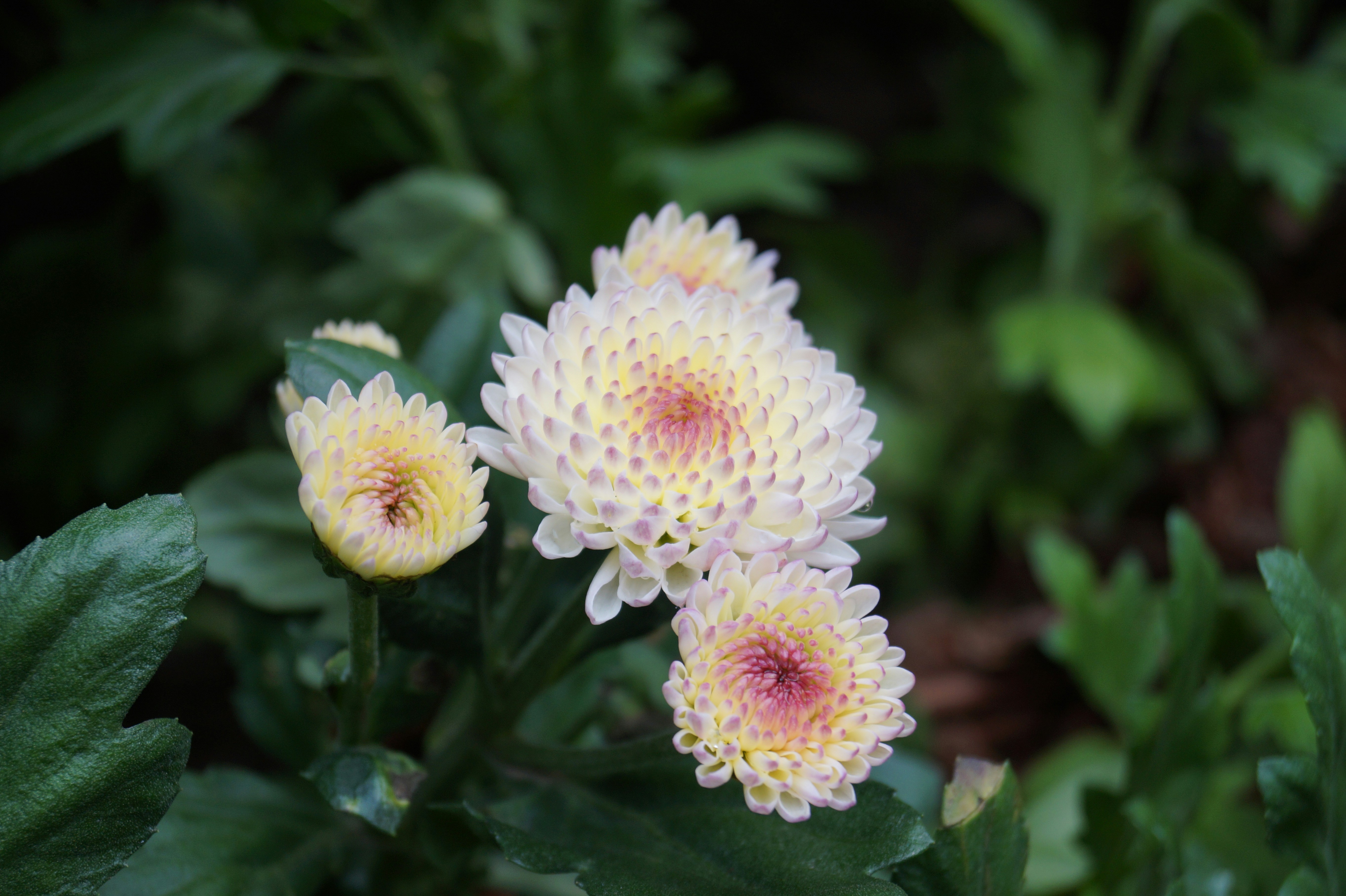 Whispers of Spring: A Floral Symphony