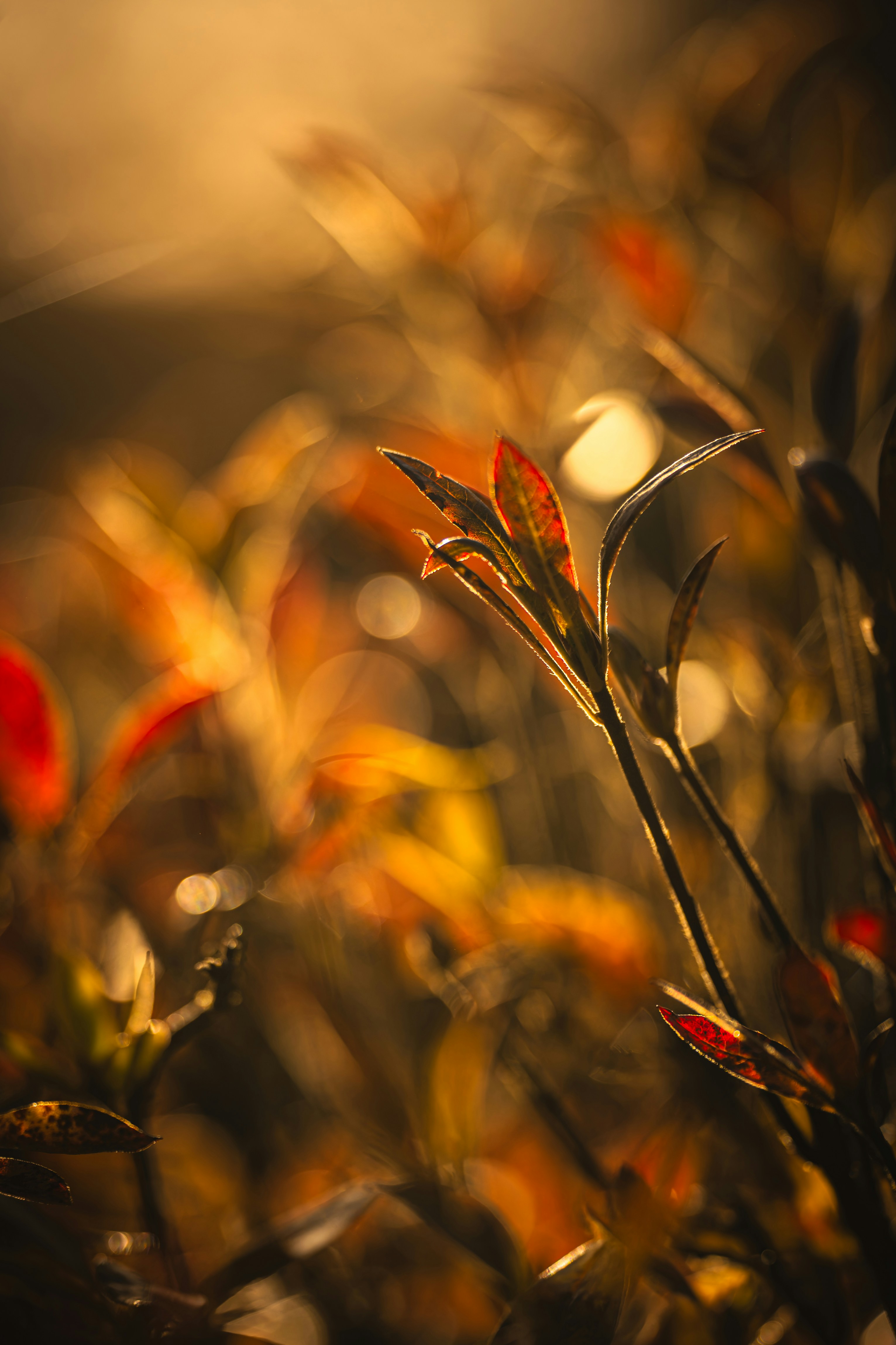 Close-up of vibrant autumn leaves illuminated by soft sunlight, creating a warm and inviting atmosphere.