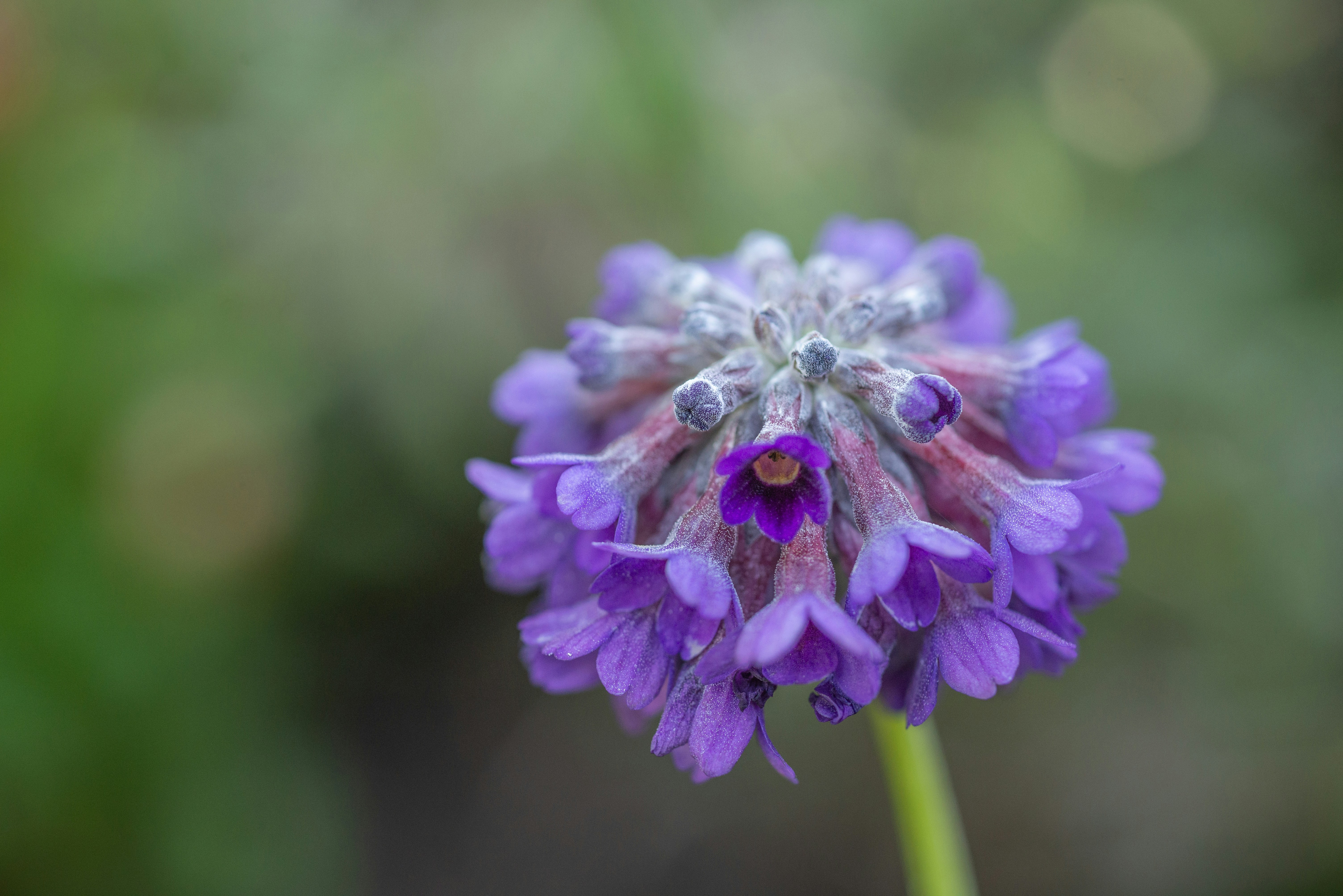 Whispers of Nature: The Purple Bloom