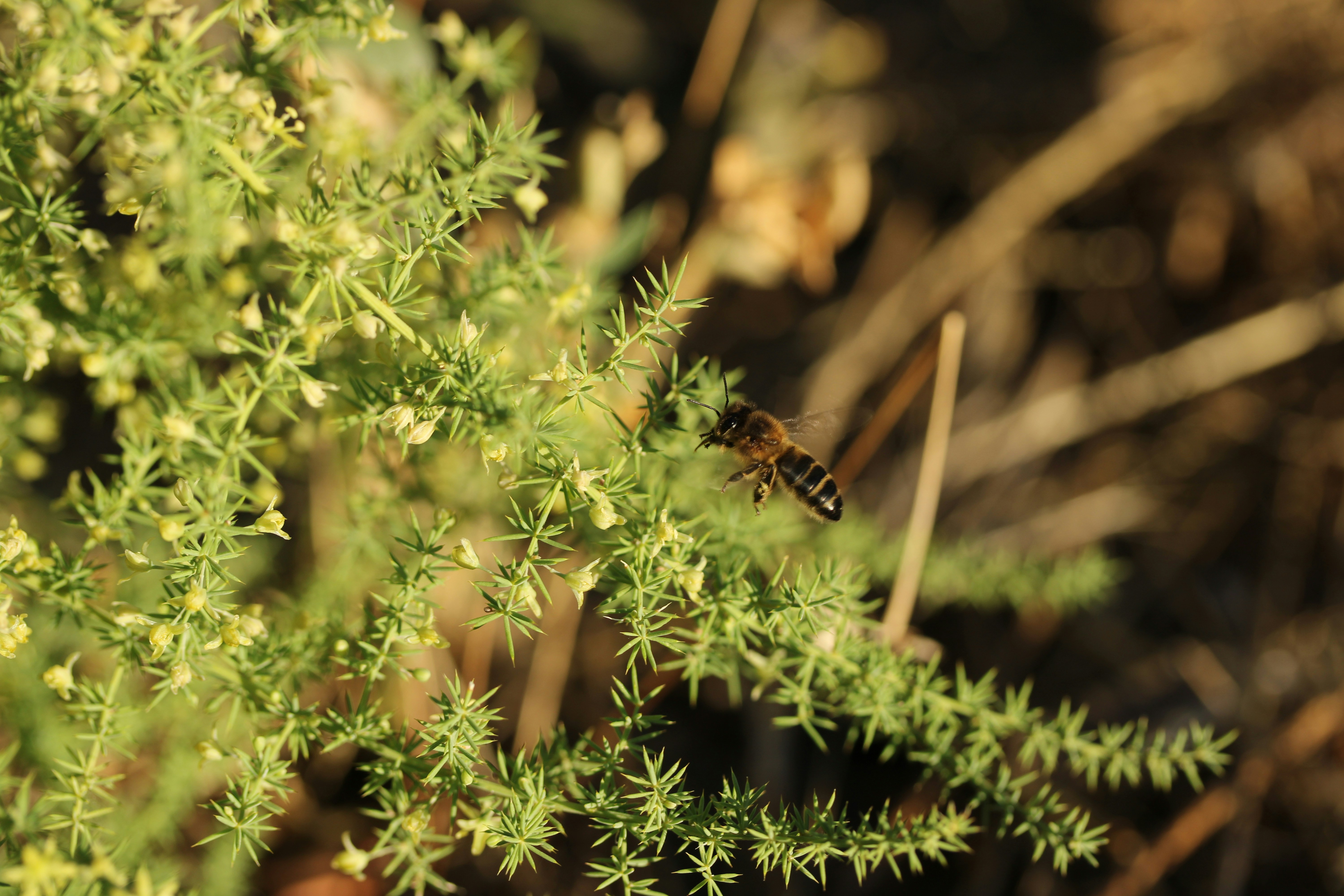 Nature's Tiny Artisan at Work