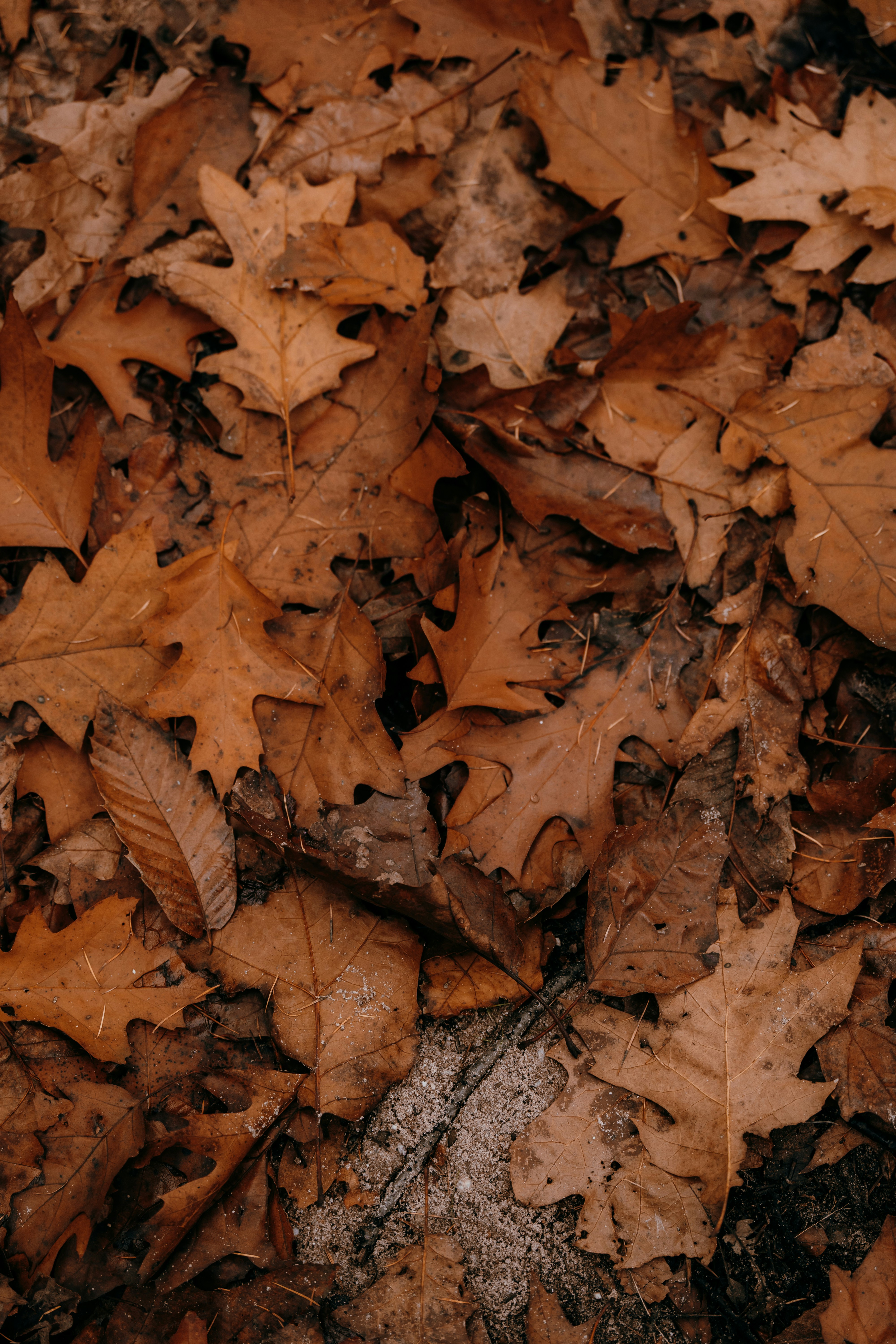 Fall down. | A pile of dry brown autumn leaves on the ground
