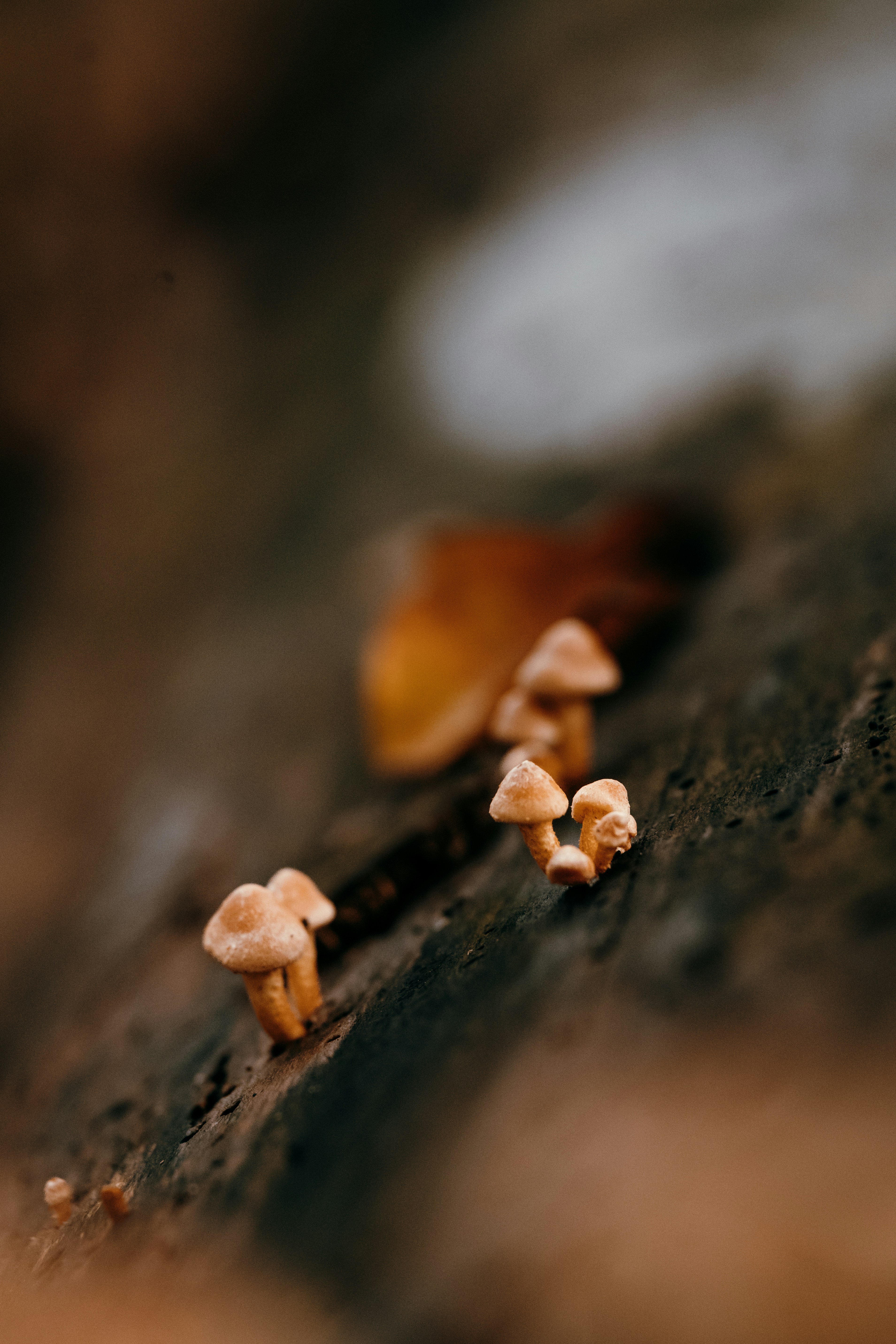 Macro Mushrooms. | Small mushrooms growing on a dark log