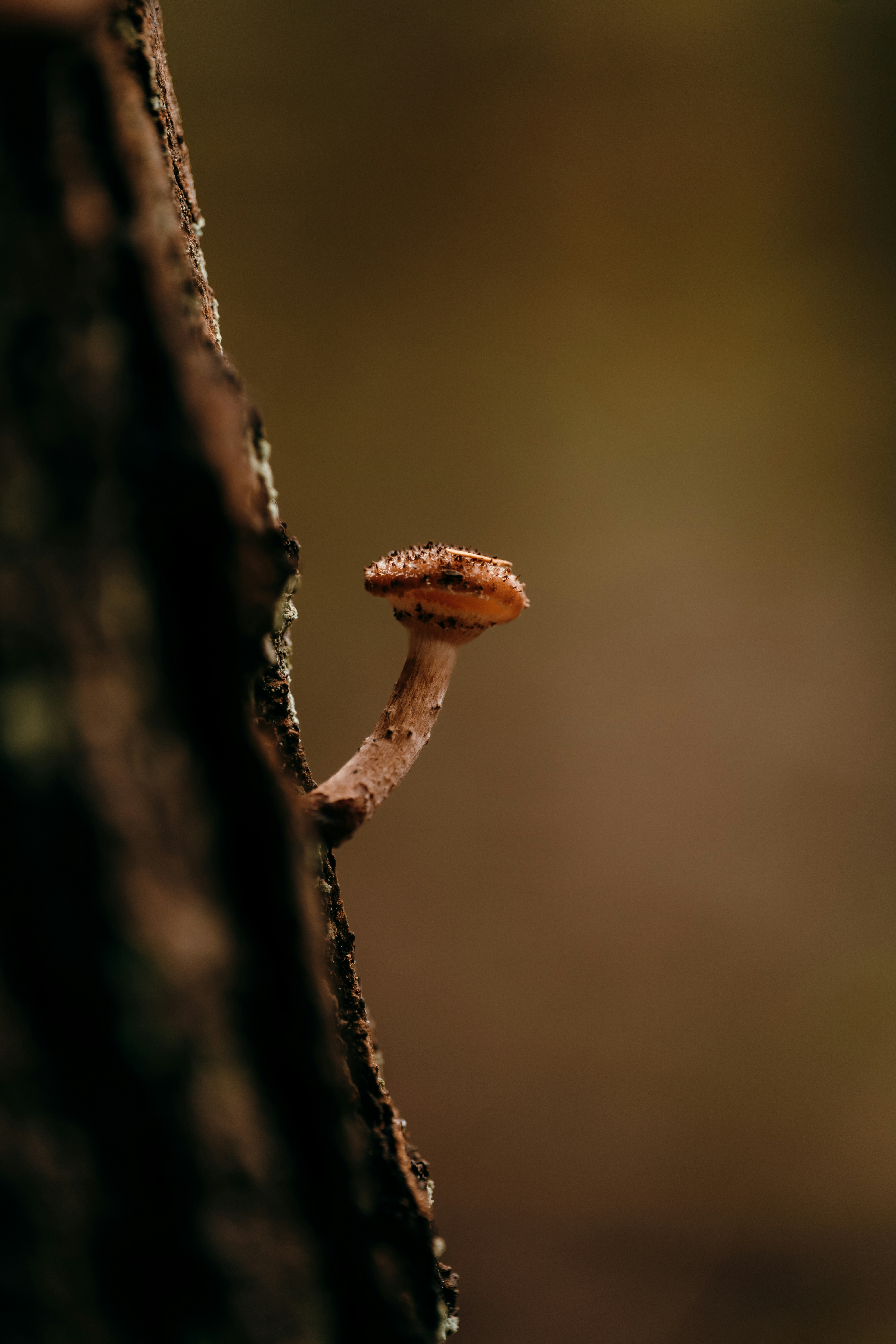 A delicate mushroom clings to the side of a tree trunk, showcasing the intricate details of its cap and stem against a blurred, earthy background.