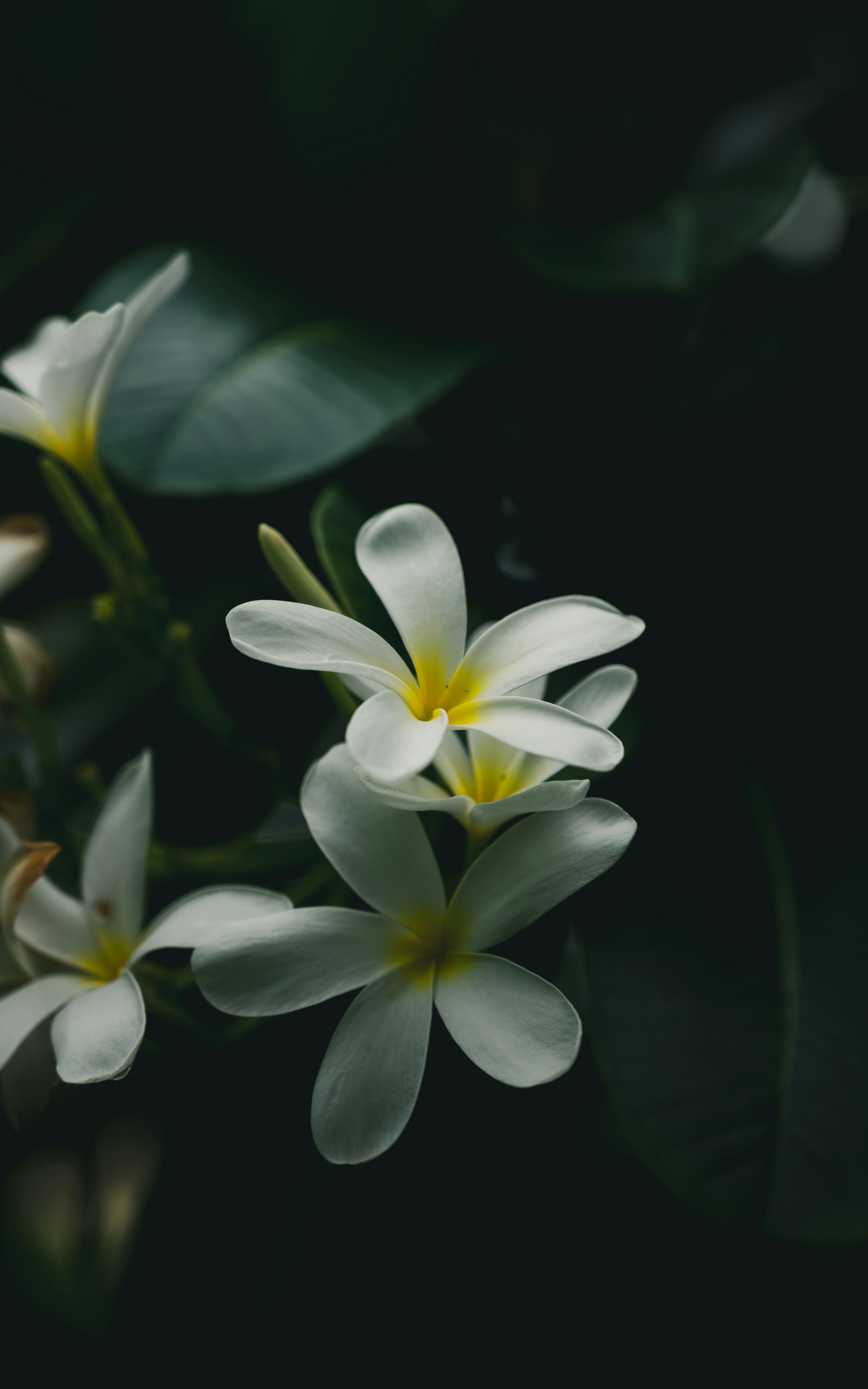 Delicate white flowers with yellow accents bloom amidst a dark, lush backdrop, highlighting their intricate beauty.
