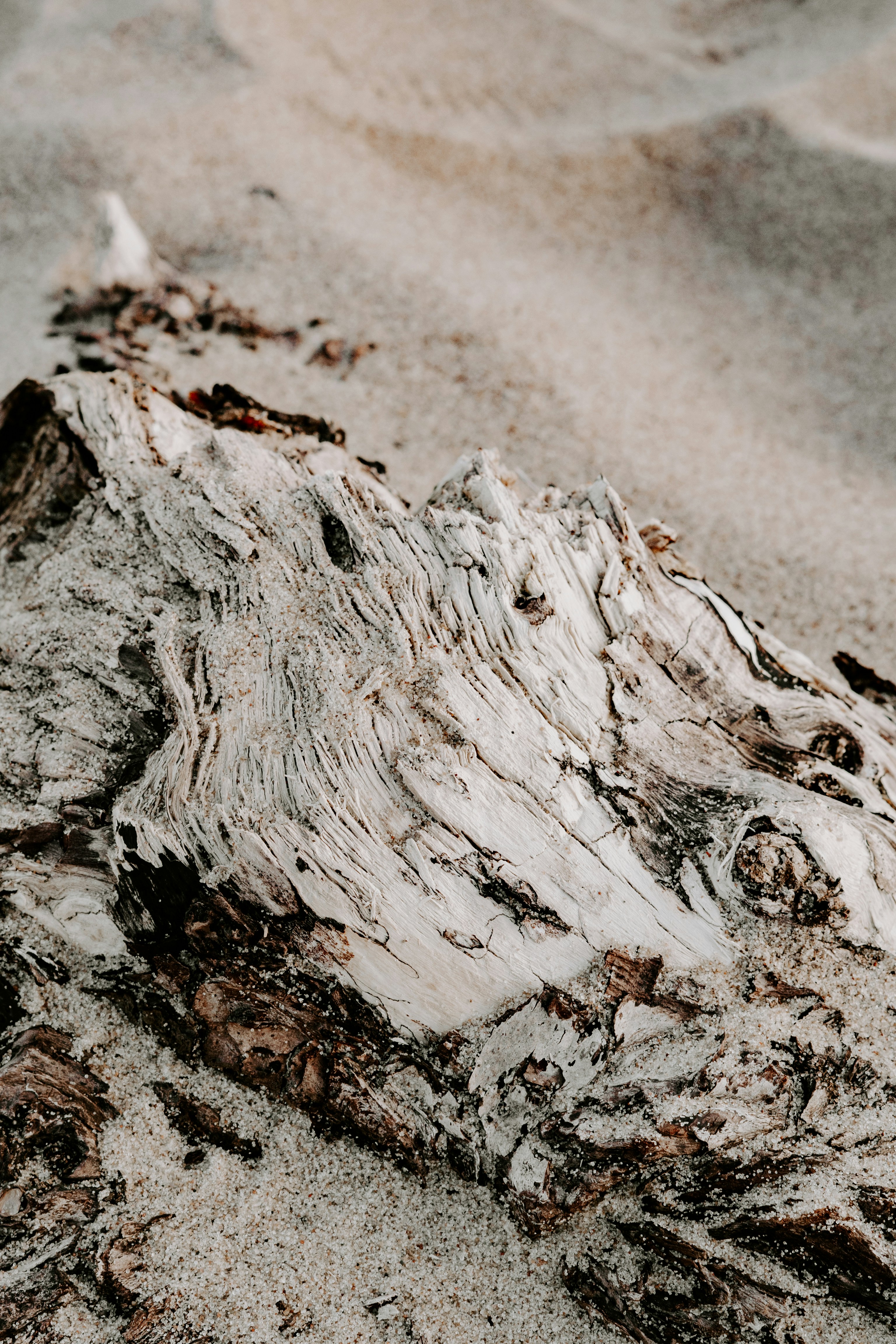 Close-up of a wooden texture with sand | Weathered driftwood rests on sandy beach.
