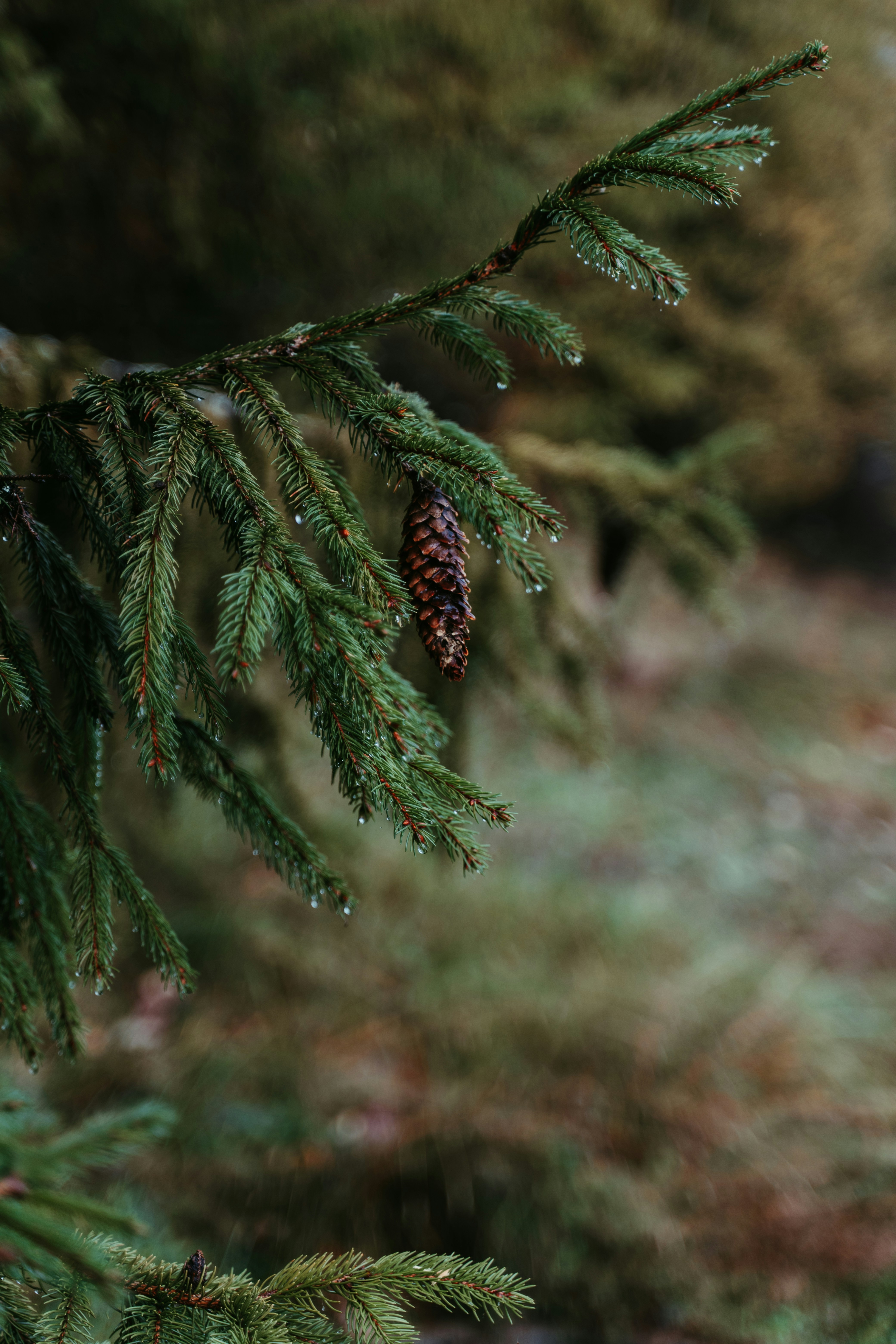 A pinecone hangs from a wet evergreen branch.