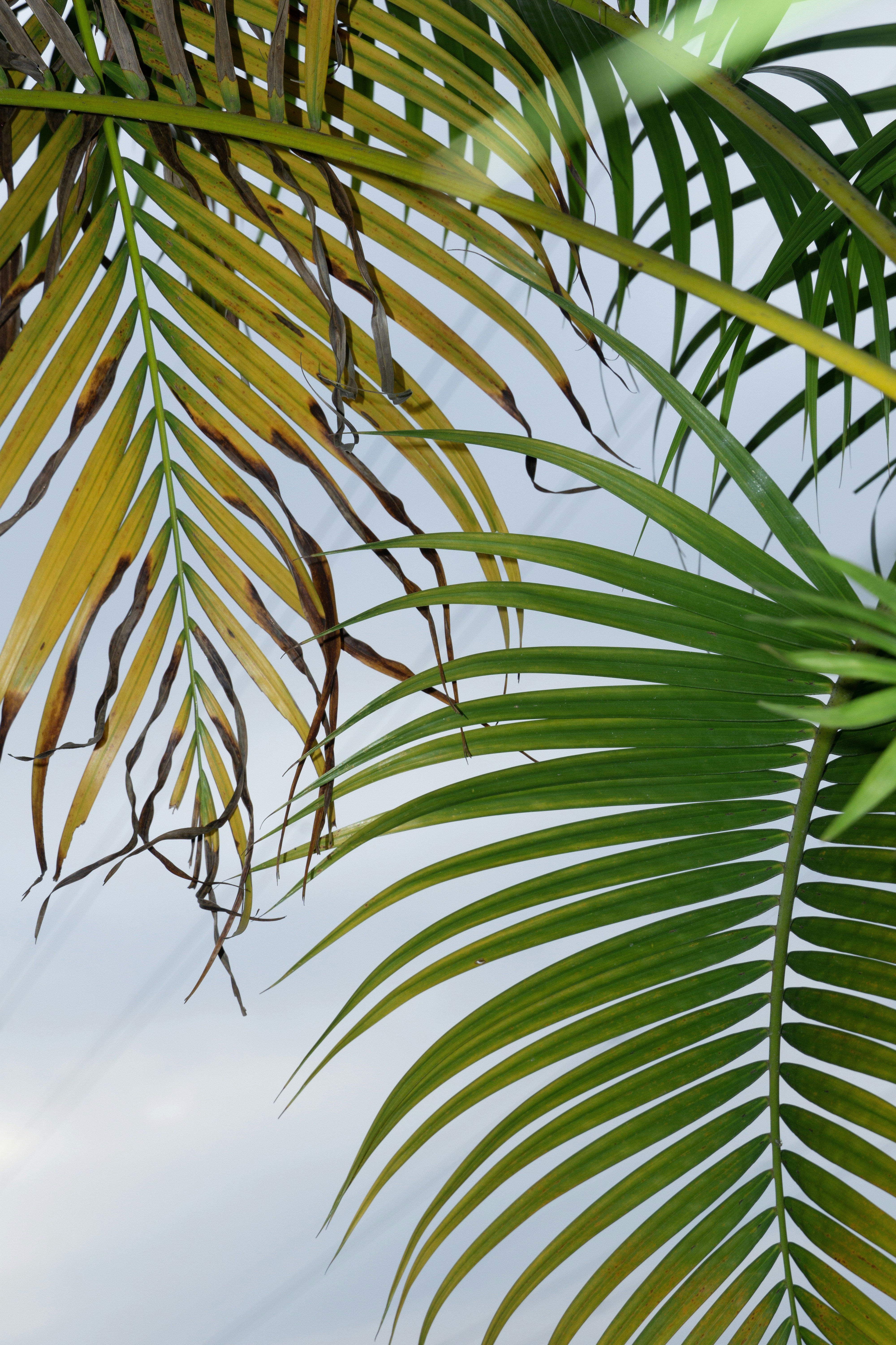 A vibrant composition of palm fronds showcasing a blend of healthy green leaves and weathered yellow ones against a soft sky backdrop.
