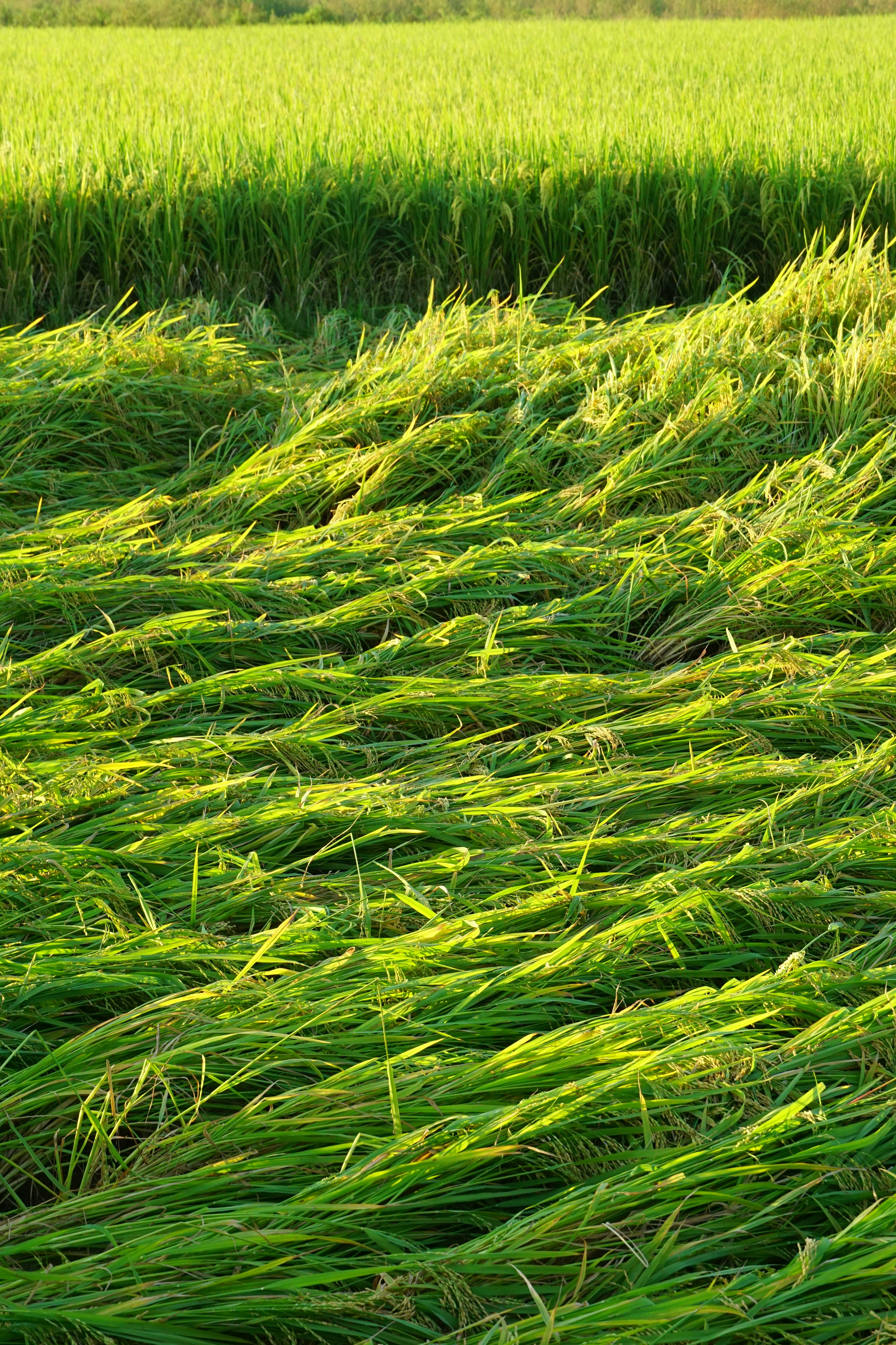 Lush, swaying rice plants blanket the field, illuminated by soft sunlight, creating a harmonious landscape. The intricate textures of the foliage invite a closer look.