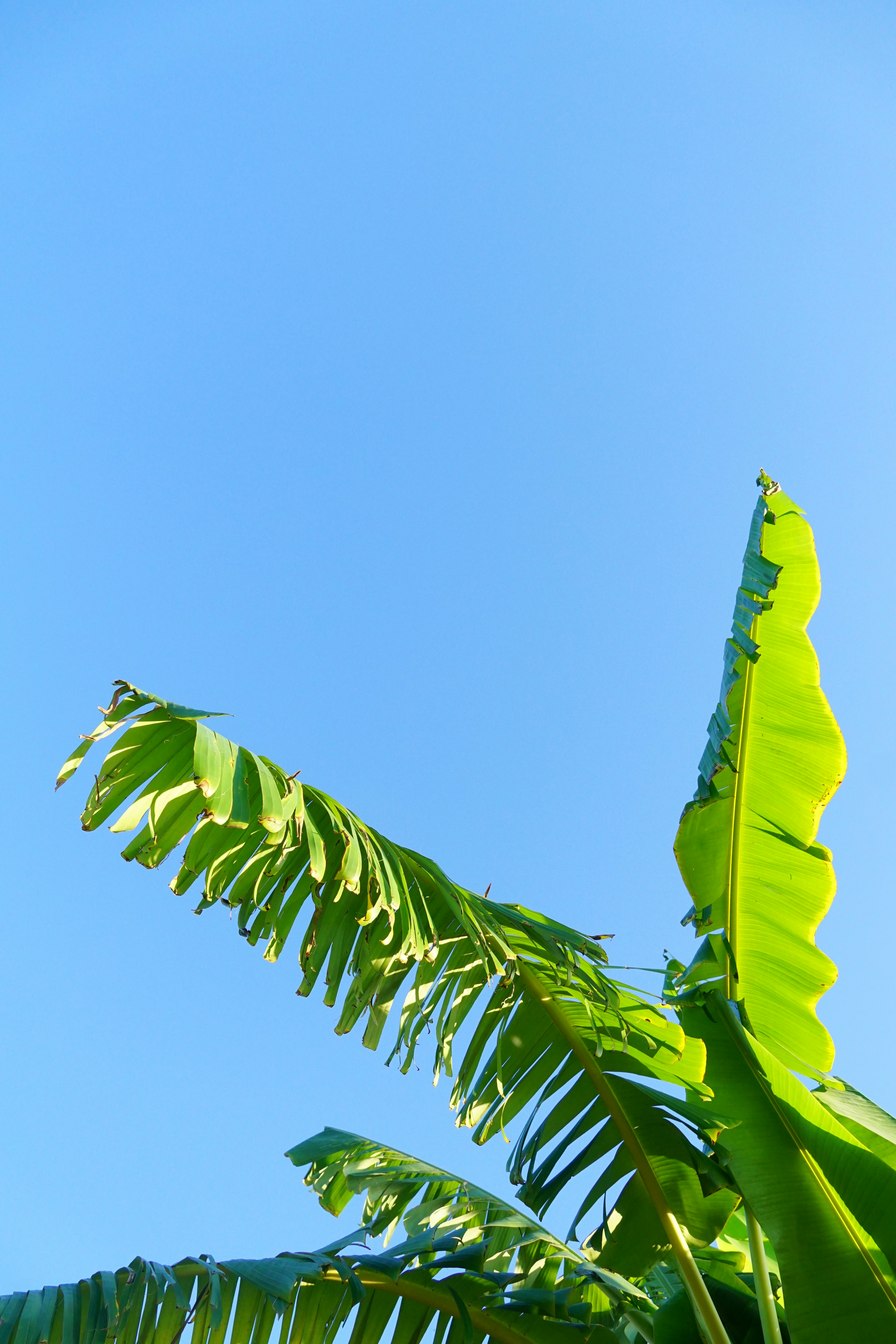 Tropical Canopy Embrace