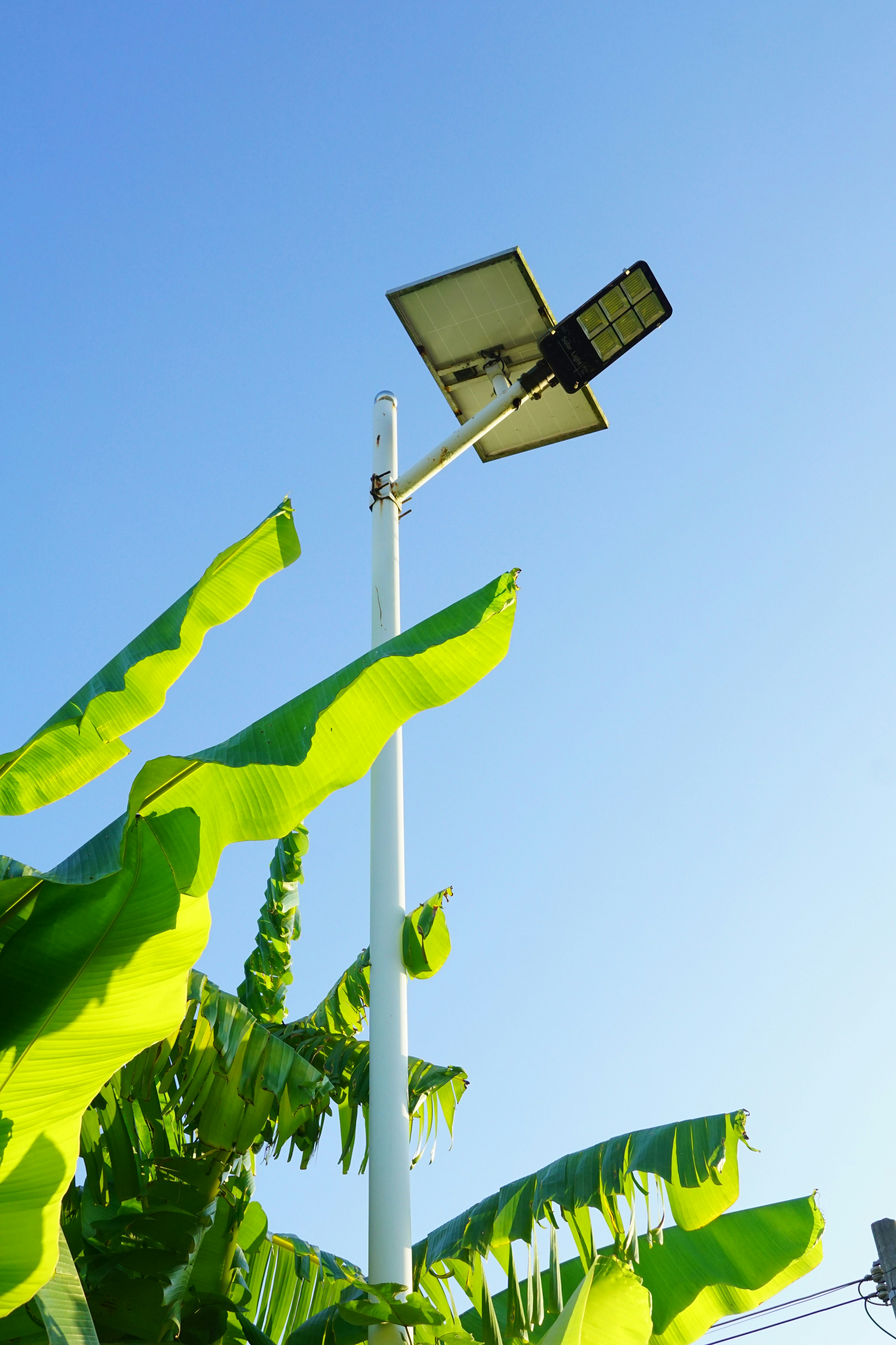 Solar streetlight positioned above vibrant banana leaves against a clear blue sky.